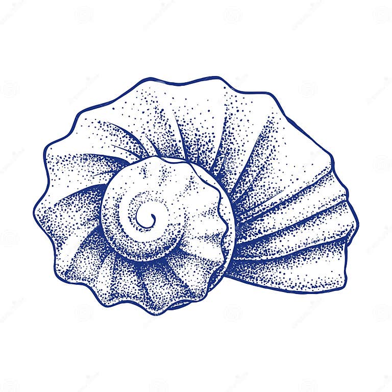 Hand Drawing of a Sea Shell Stock Vector - Illustration of exotic ...