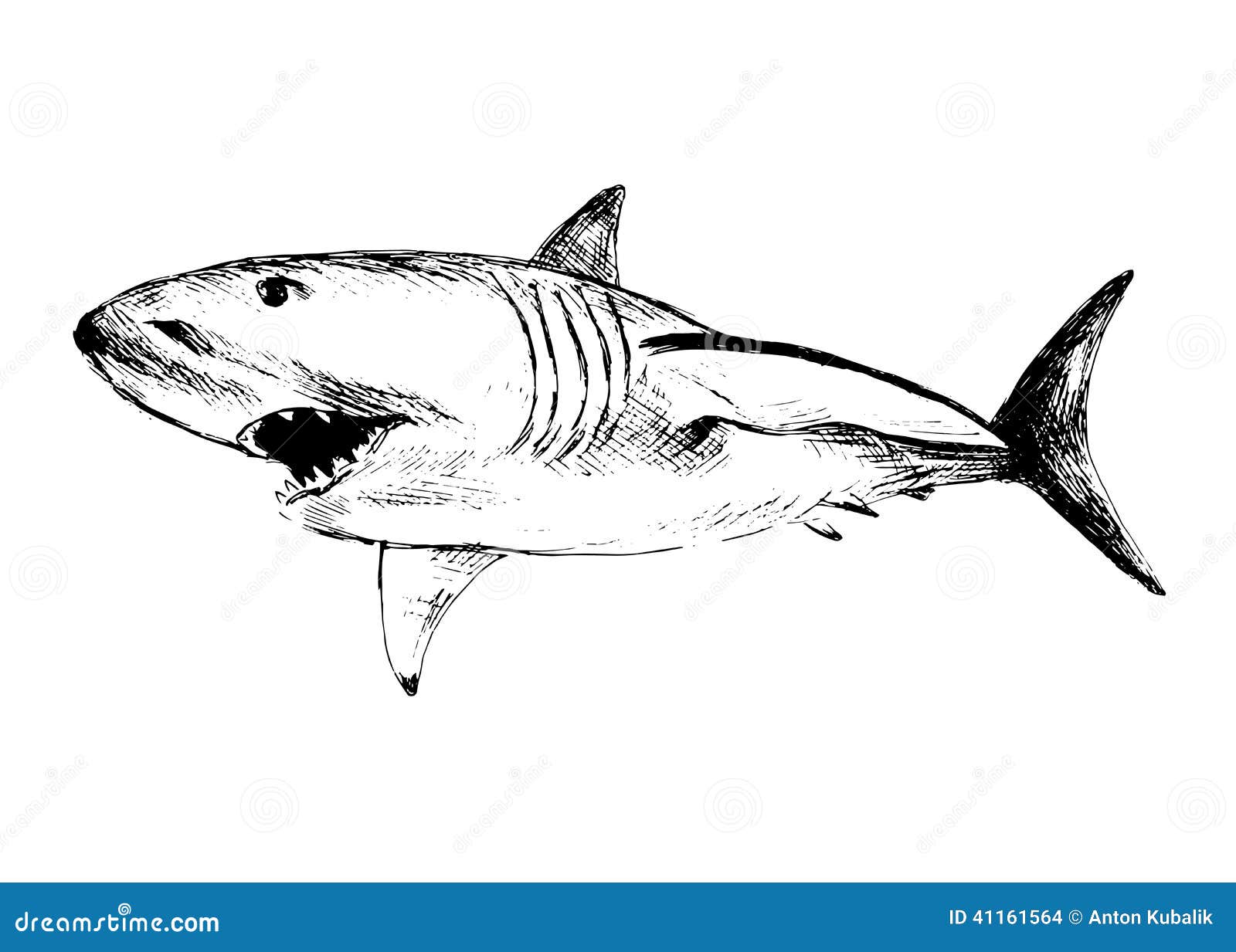 Hand drawing of a shark stock vector. Illustration of creature - 41161564