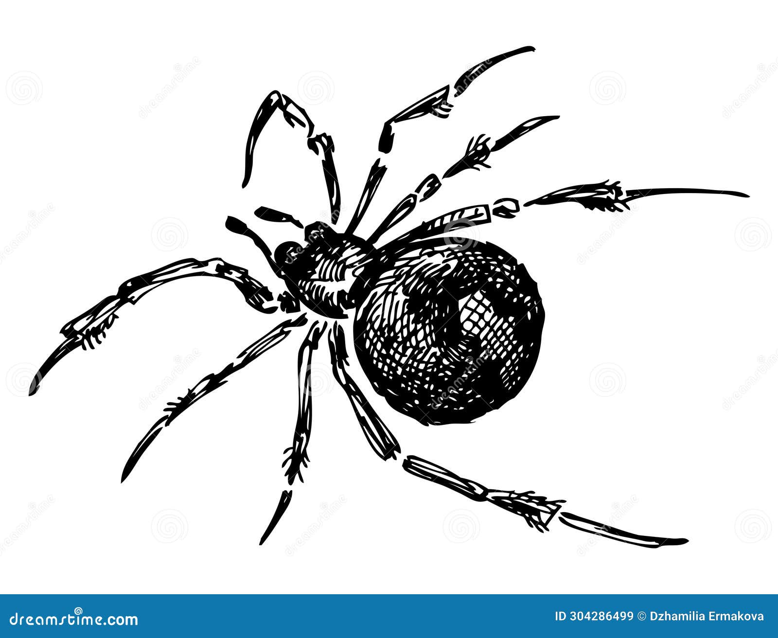 Hand Drawing of Poisonous Spider, Black and White Vector Illustration ...