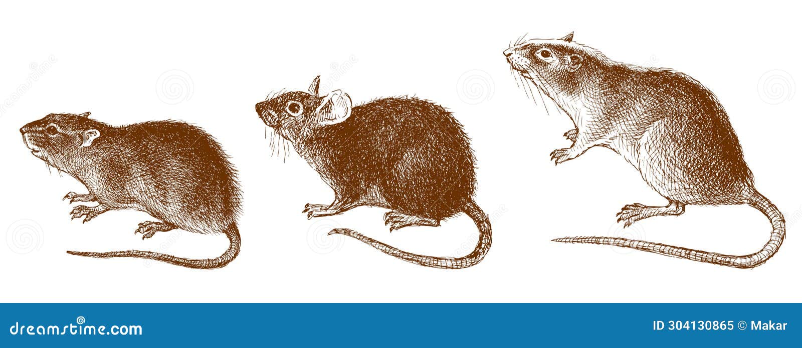 Hand Drawing of Single Red Cute Eared Rat with Long Tail Isolated on ...