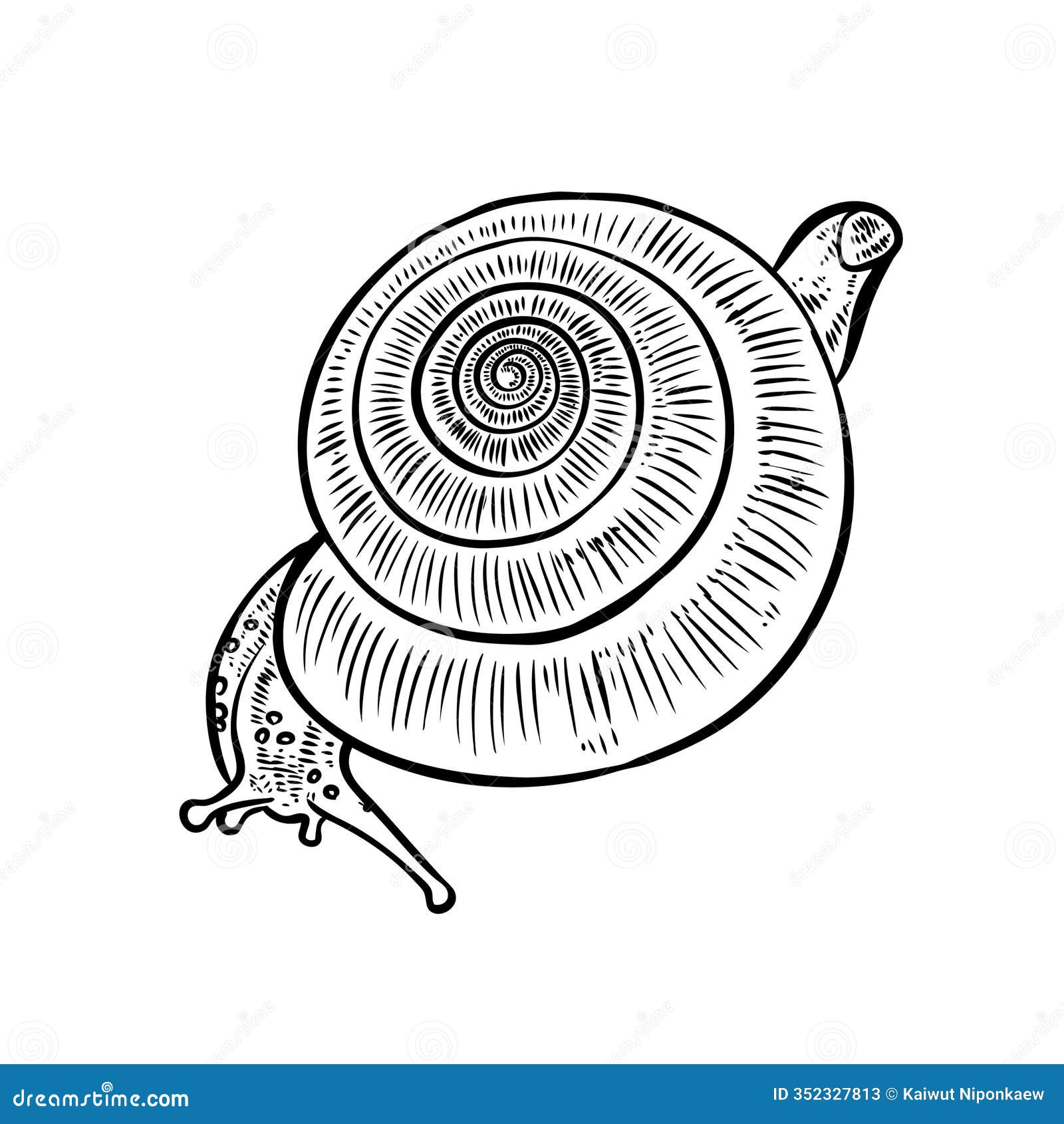 Drawing Of A Snail. Hand-drawn In Sketch Style Snail With Shell Spiral ...