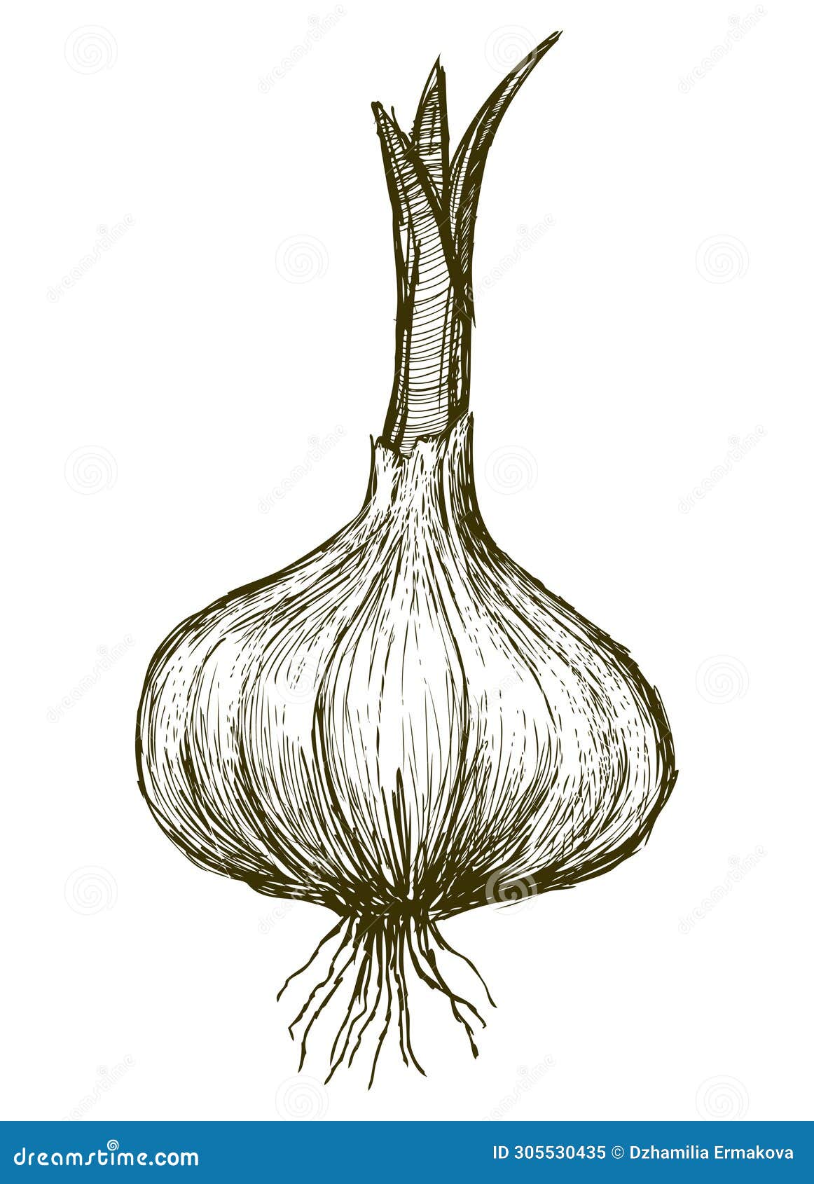 Hand Drawing of Sprouted Garlic with Roots, Vector Illustration ...