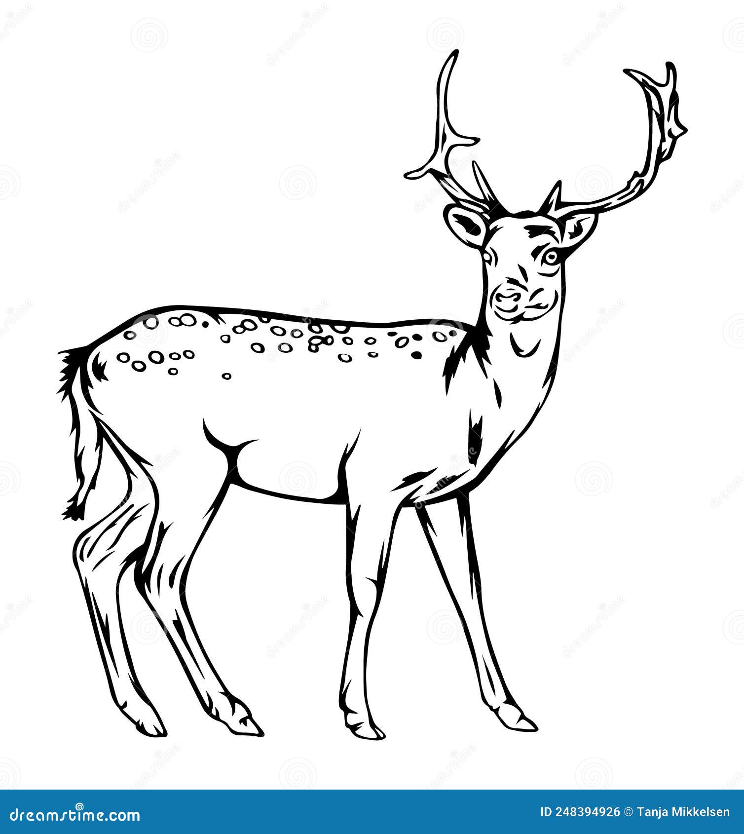 Deer vector drawing ~ stock vector. Illustration of head - 248394926