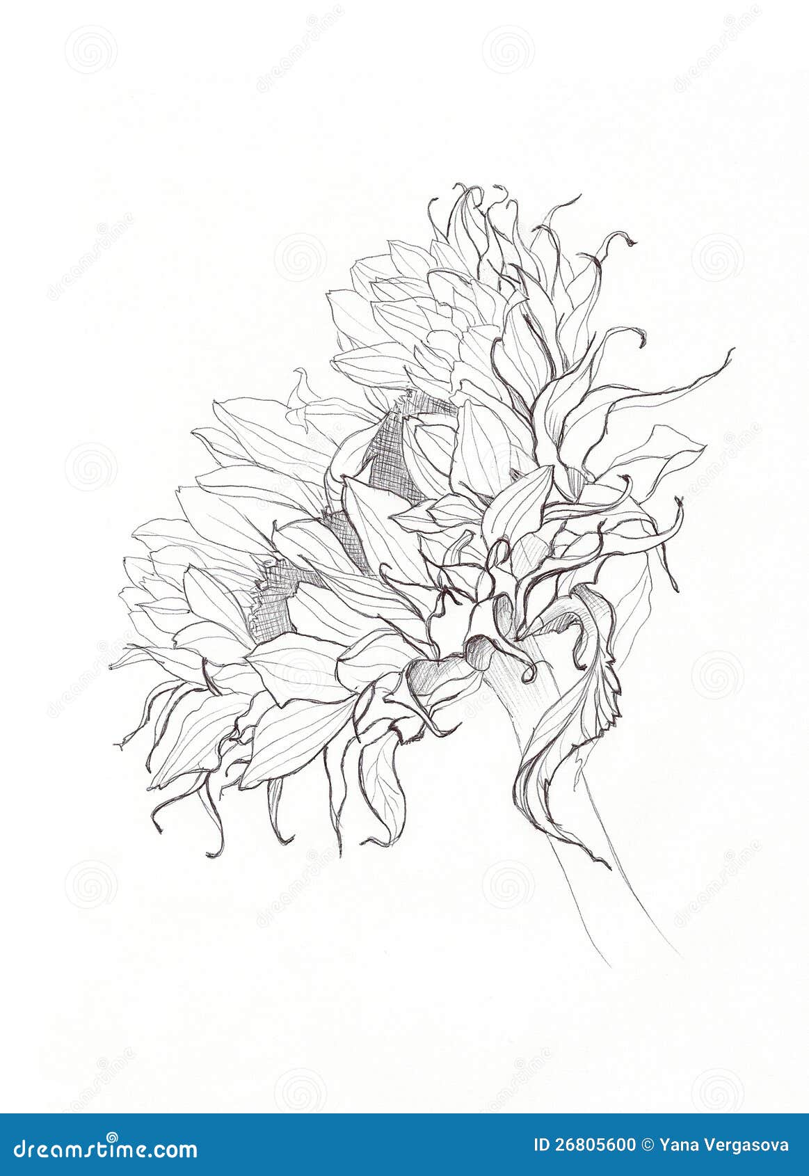 Hand drawing sunflower stock illustration. Illustration of branch ...