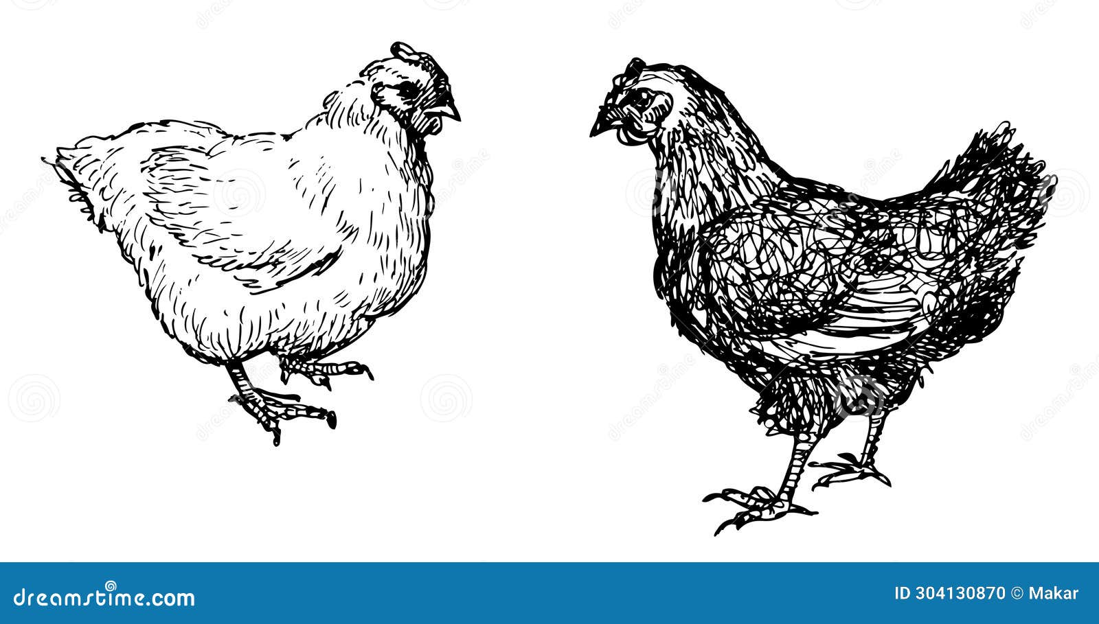 Hand Drawing of Two Black and White Hens,vector Illustration Isolated ...