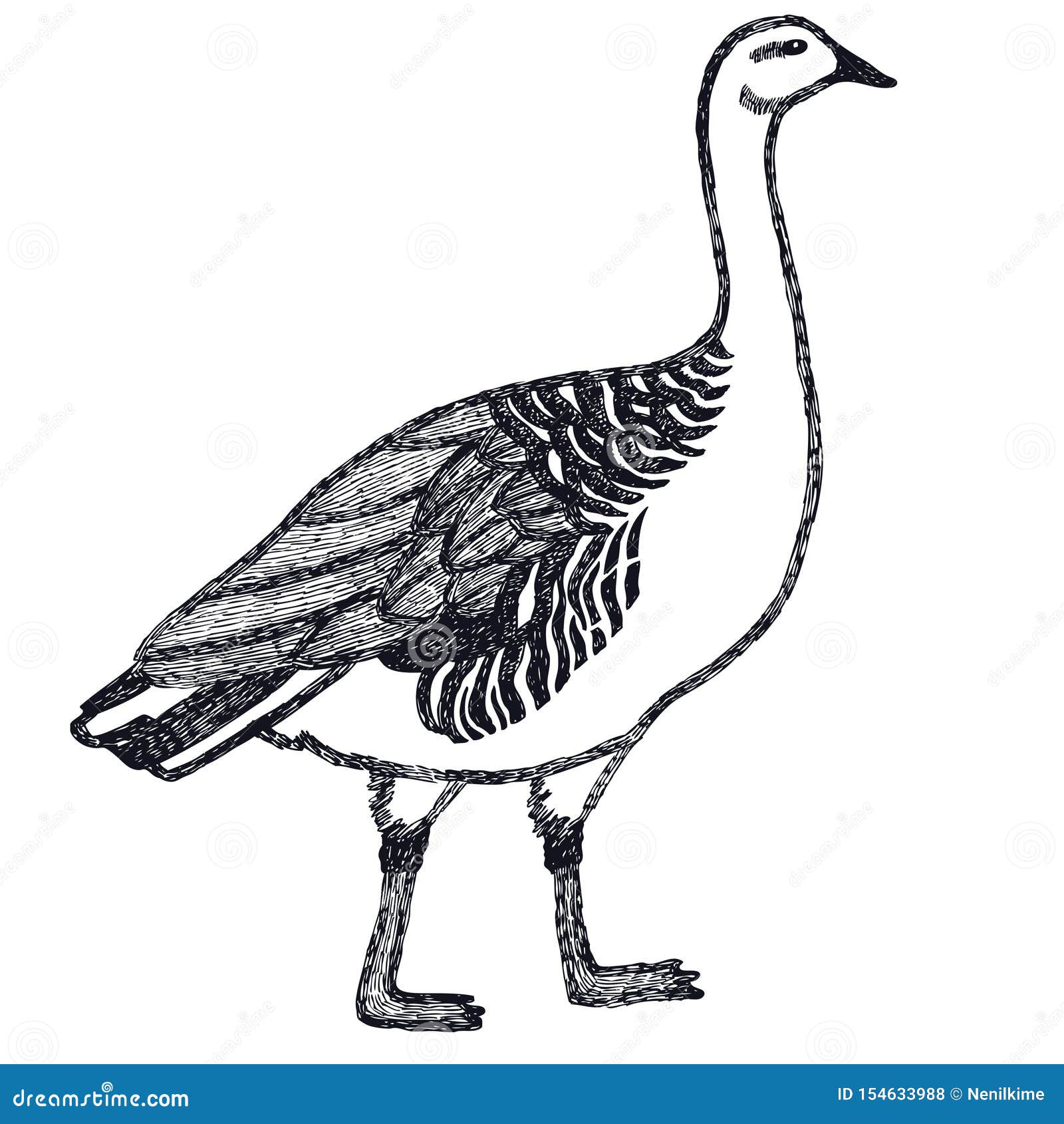 Hand Drawing Vector Illustration Ducks and Geese the Upland Goose Stock ...