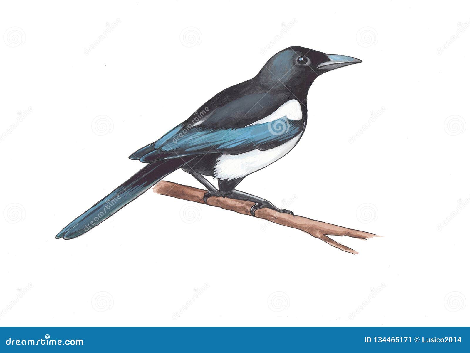 Magpie Cartoon Vector | CartoonDealer.com #71779017