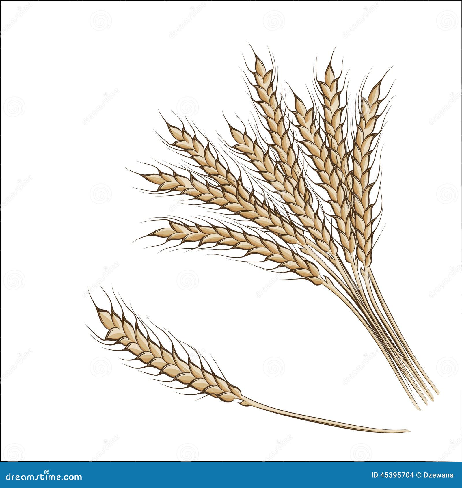 Hand Drawing Wheat Ears Isolated on a White Background Stock ...