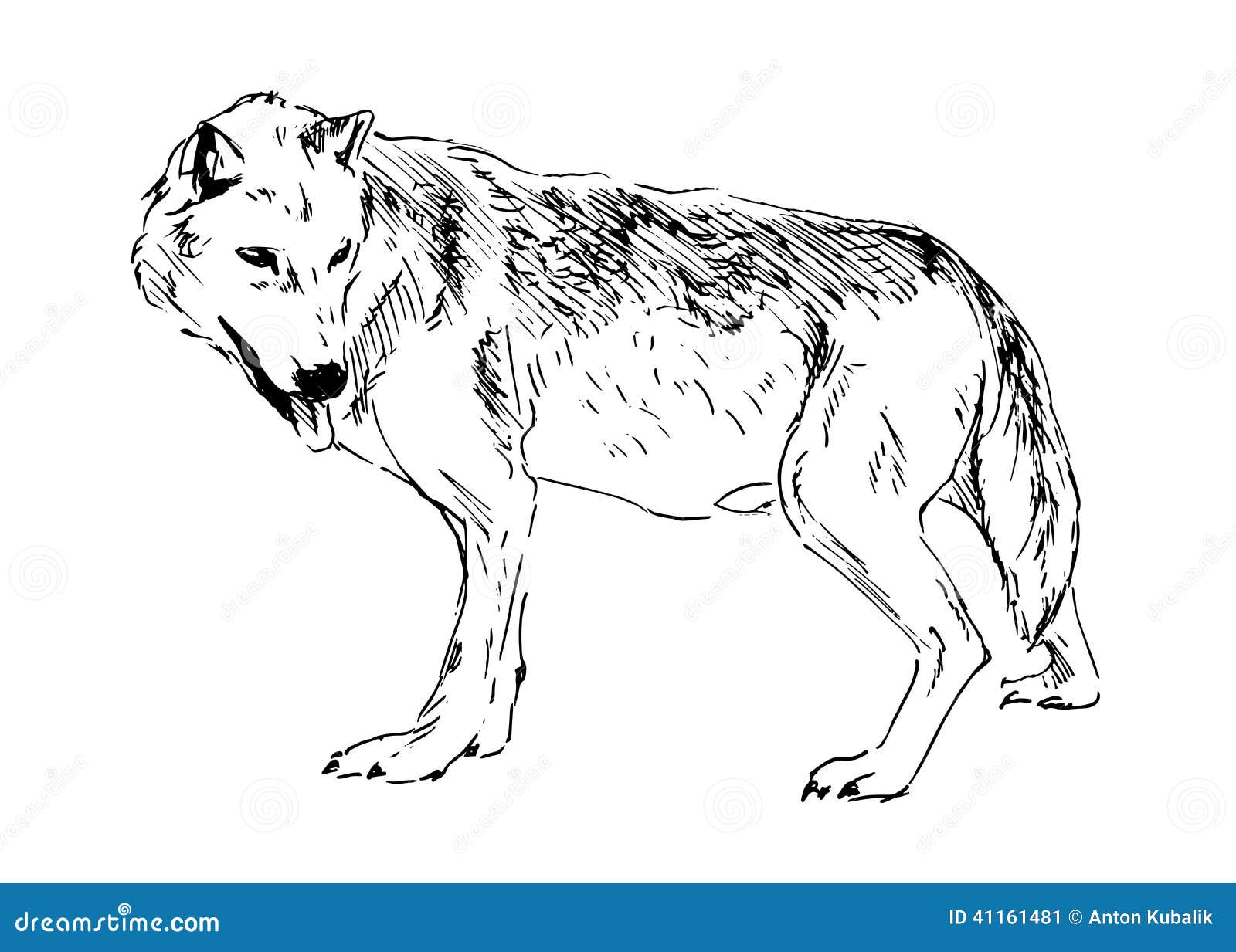 Hand Drawing A Wolf Stock Vector - Image: 41161481