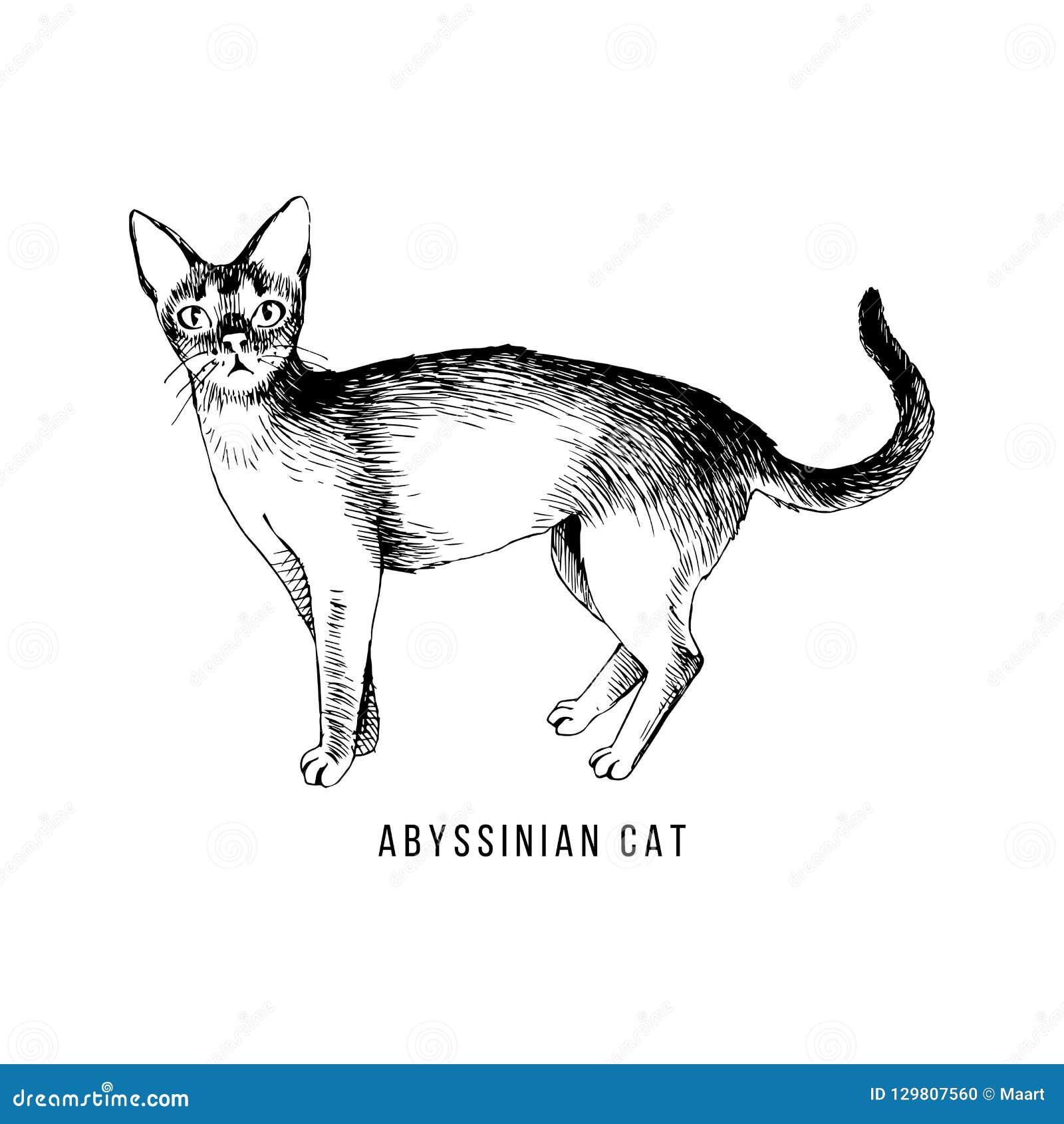 Hand drawn abyssinian cat stock vector. Illustration of kitten - 129807560