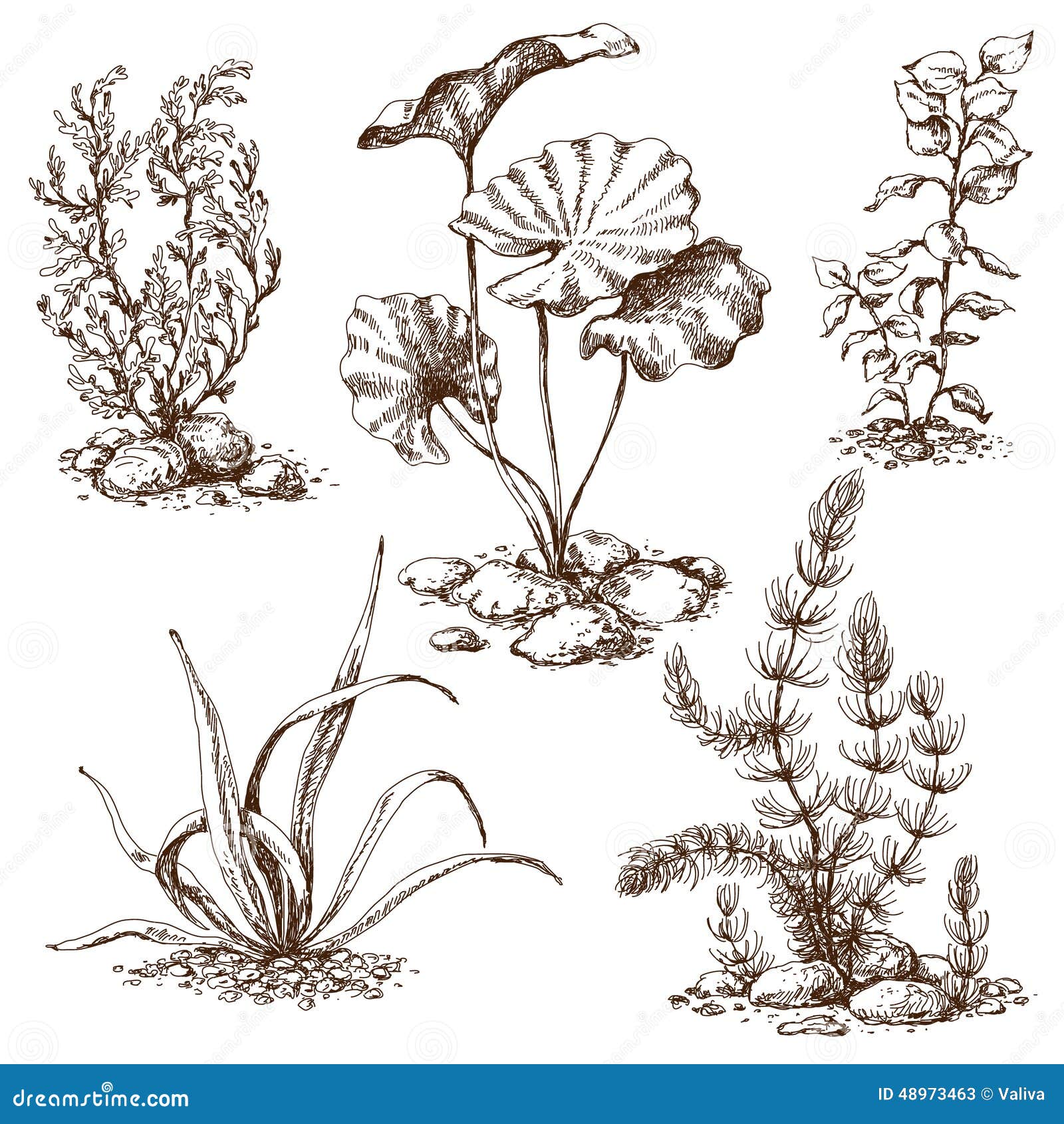 Hand drawn algae sketch stock vector. Illustration of growth - 48973463