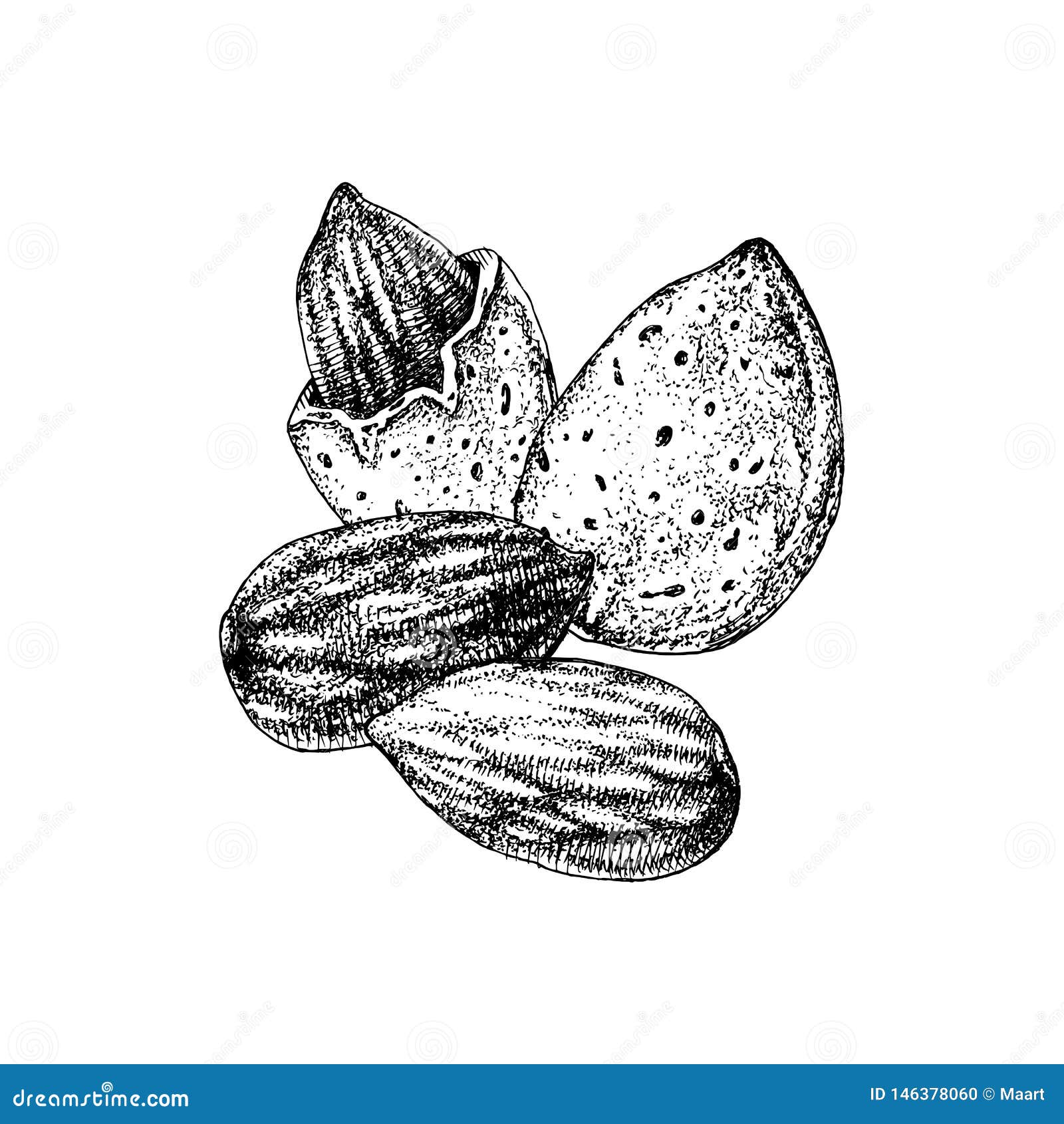 Hand drawn almonds stock vector. Illustration of healthy - 146378060