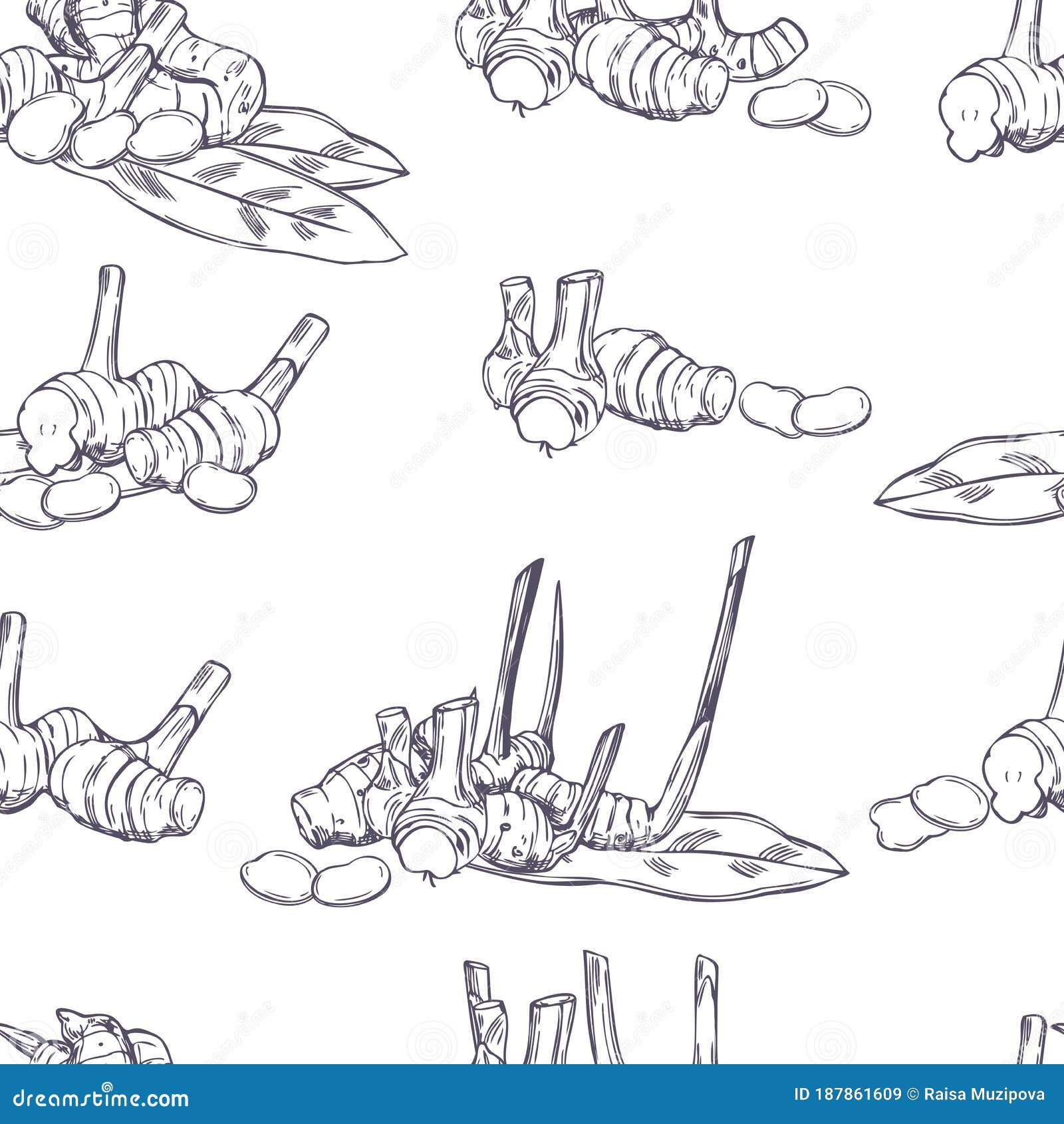 Alpinia Galanga Aka Greater Galangal Sketch On Elegant Lace Background ...