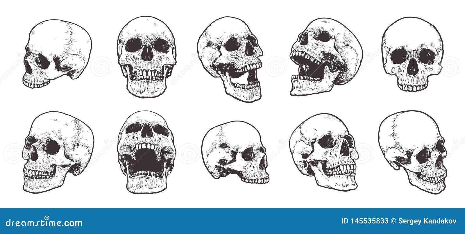 Anatomical Skulls Vector Set Stock Vector - Illustration of white ...