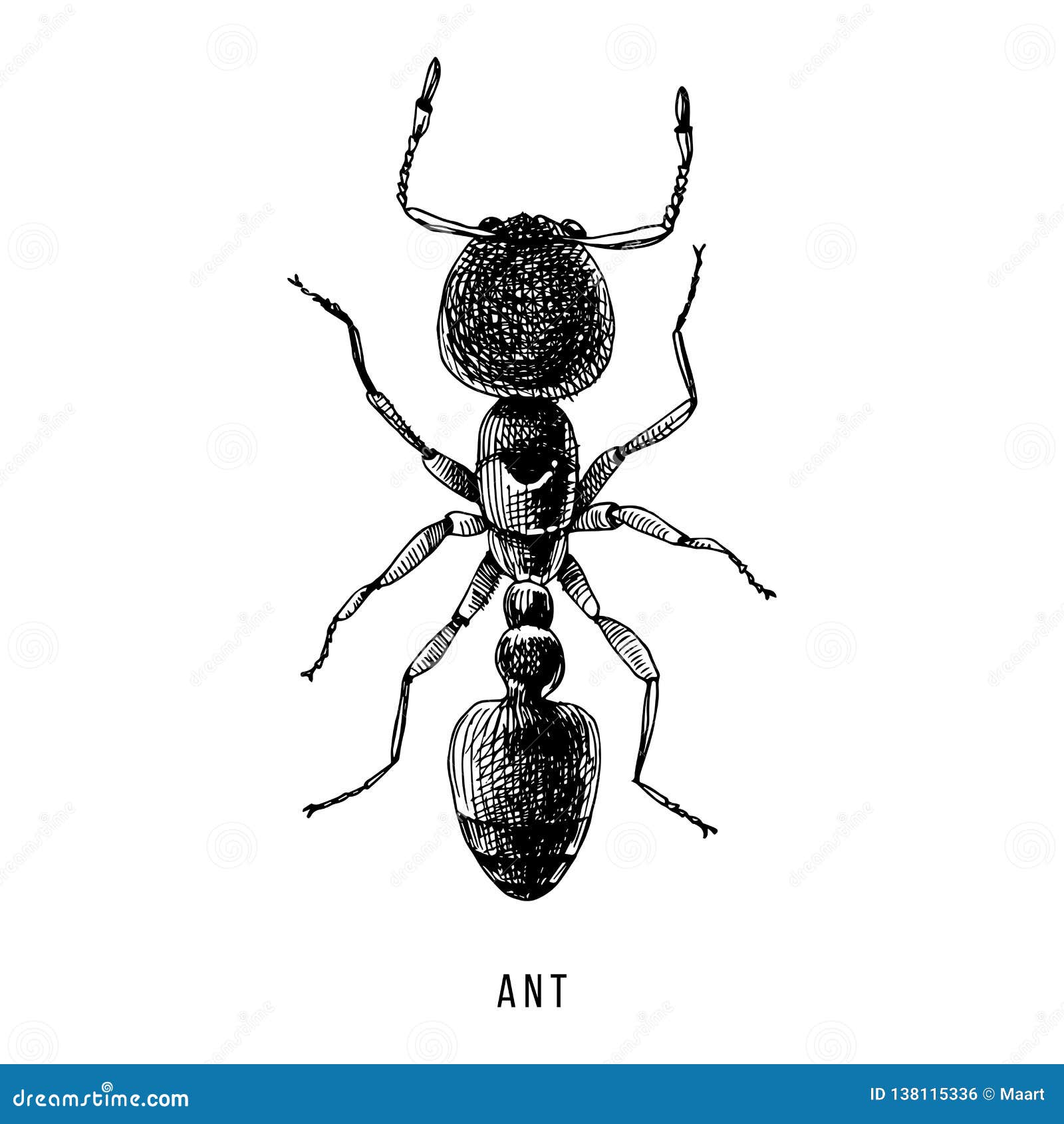 Hand Drawn Ant Illustration Stock Vector - Illustration of insect ...