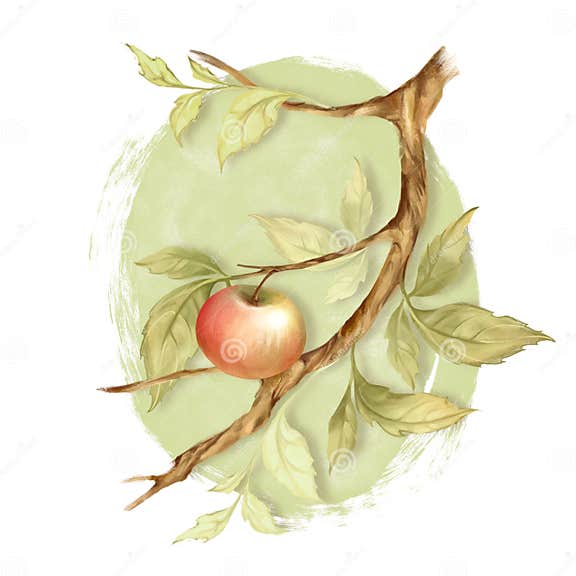 Hand Drawn Apple Tree Branch with Apple and Leaves. Stock Illustration ...