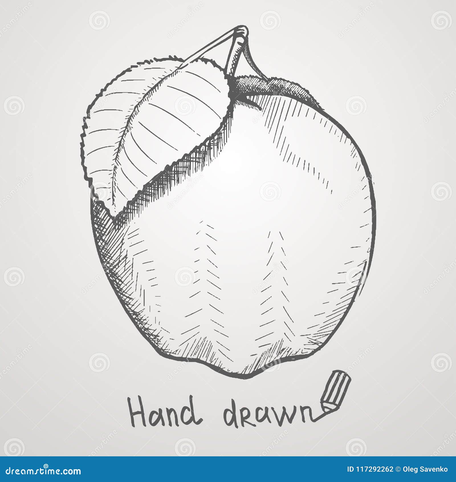 Hand Drawn Apple. Vector Illustration. Stock Vector - Illustration of ...