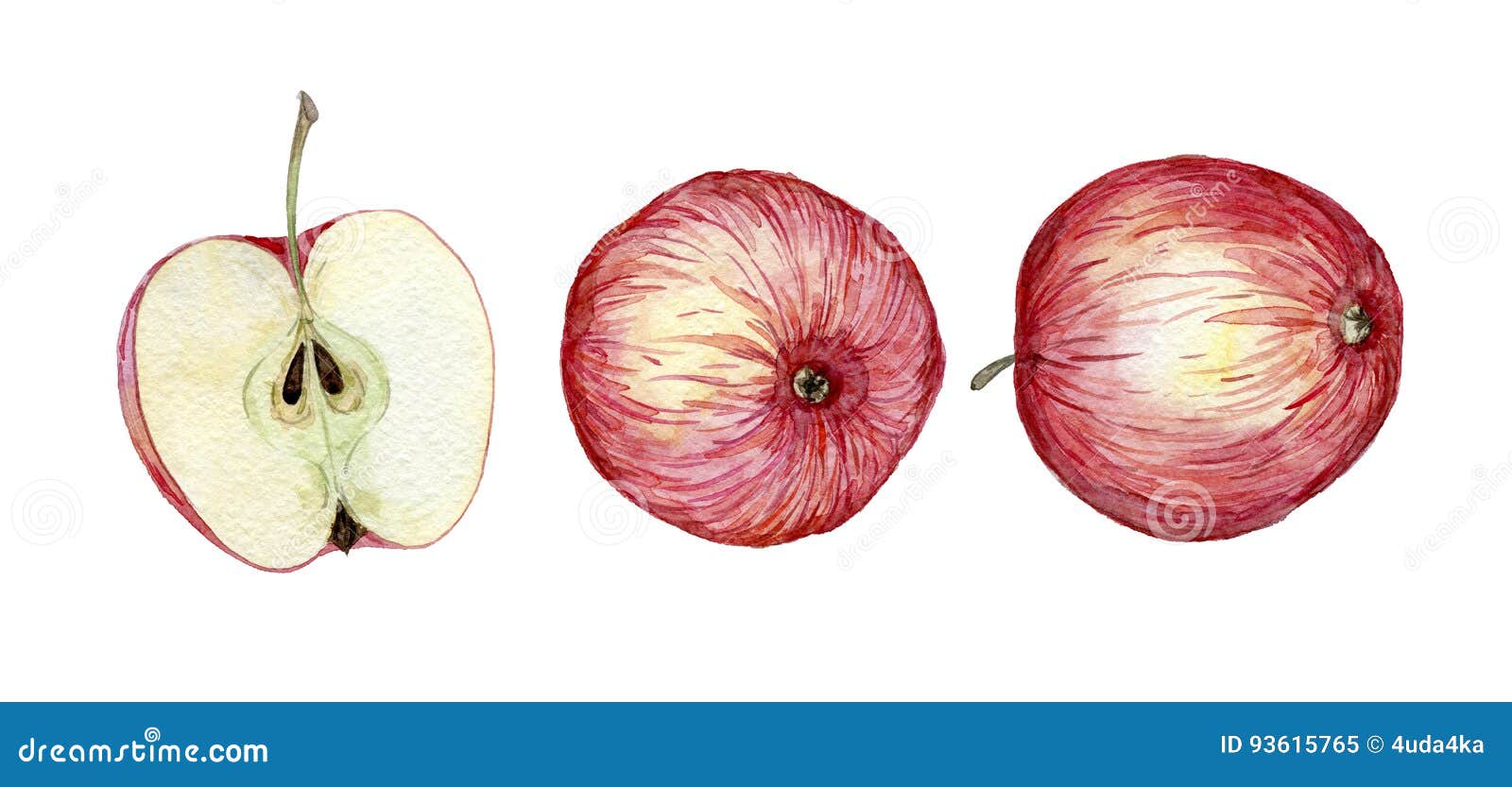 Hand drawn apples stock illustration. Illustration of nature - 93615765