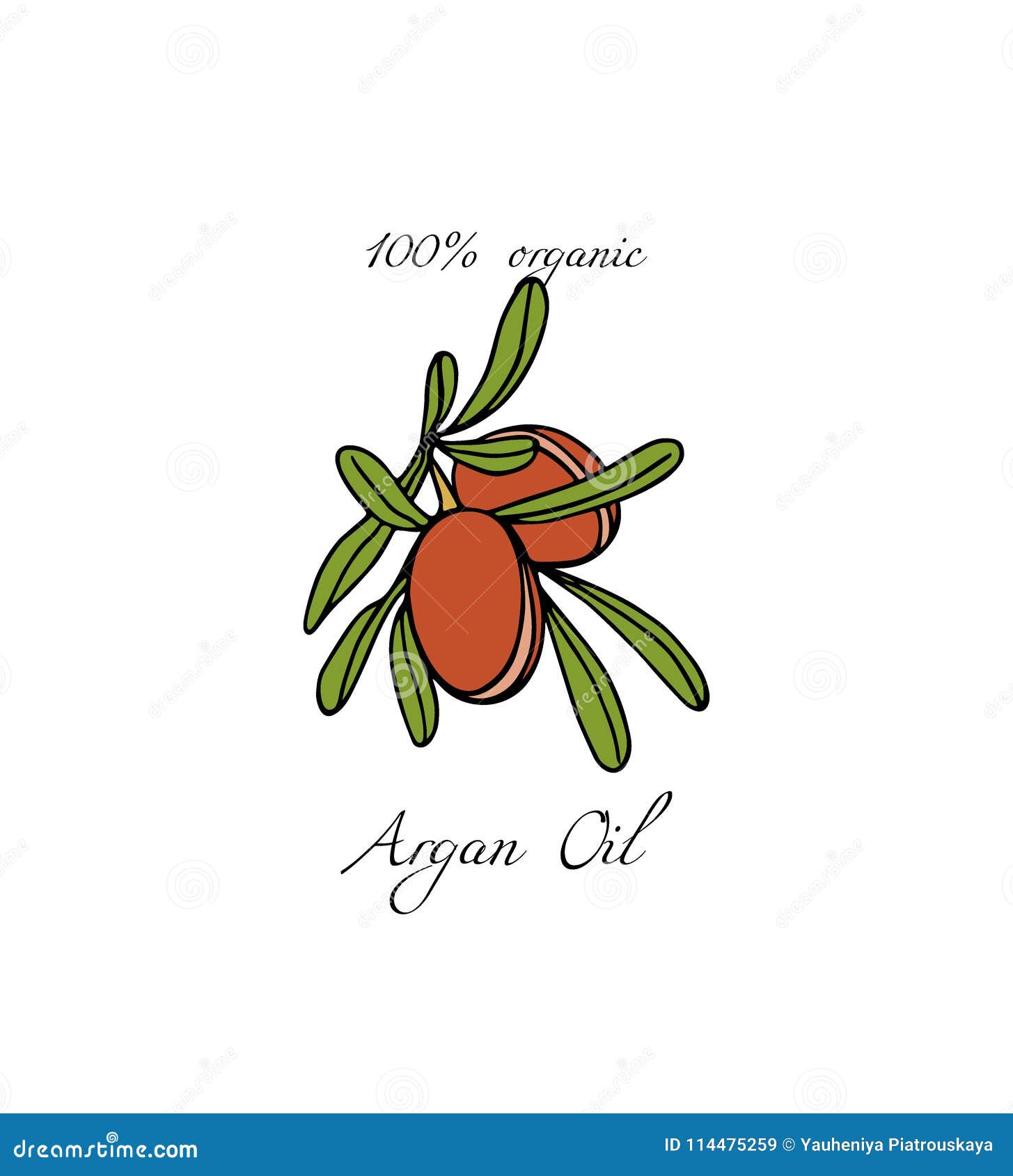 Hand Drawn Argan Tree Branch Stock Vector - Illustration of healthy ...