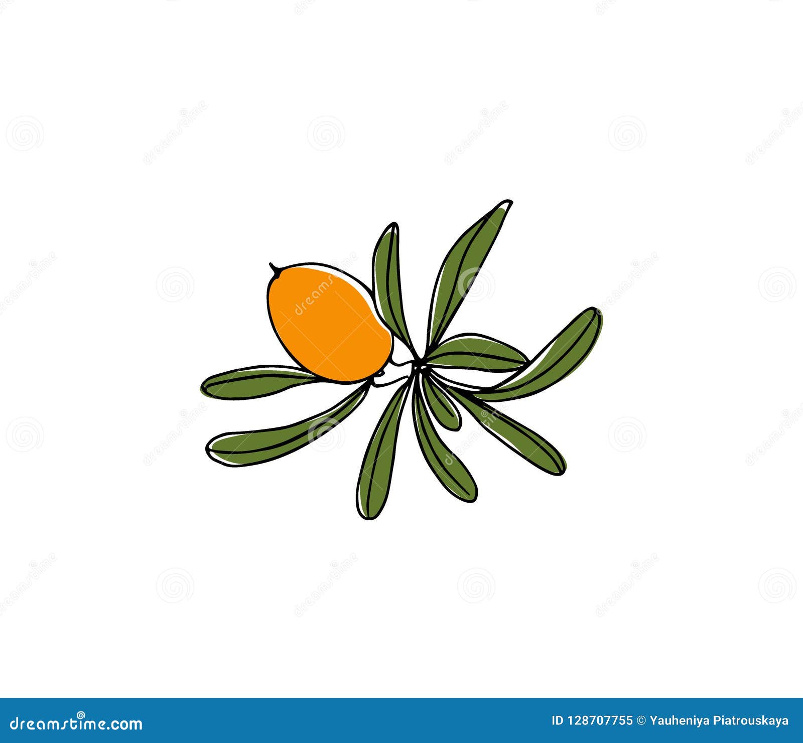 Hand Drawn Argan Tree Branch Stock Vector - Illustration of branch ...