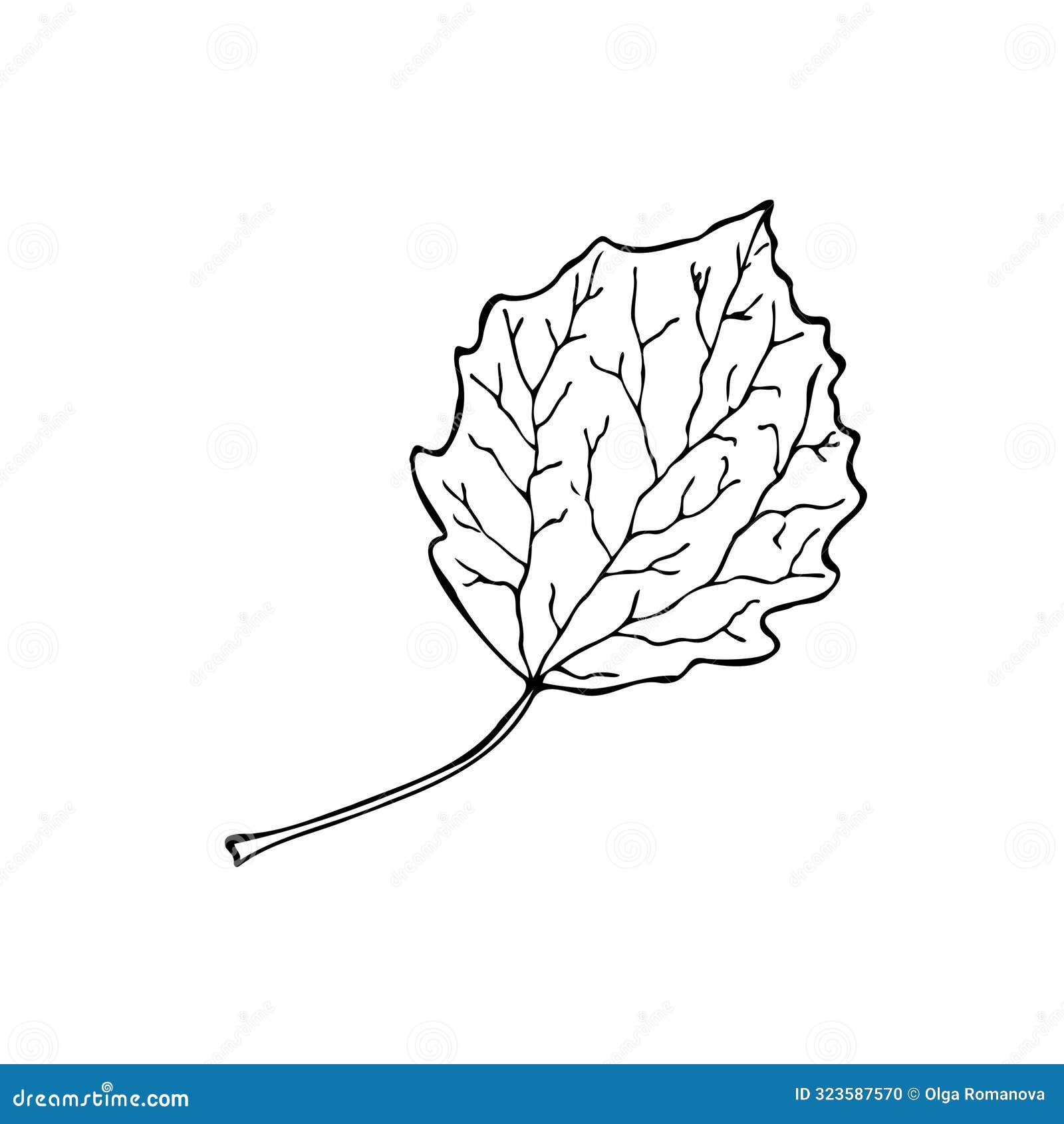 Hand Drawn Aspen Leaf Vector Illustration in Line Art Style Isolated on ...