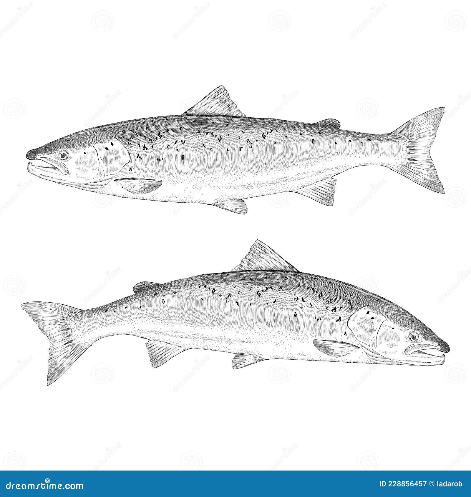 Atlantic Salmon Fish Vector Illustration Transparent Background Royalty ...