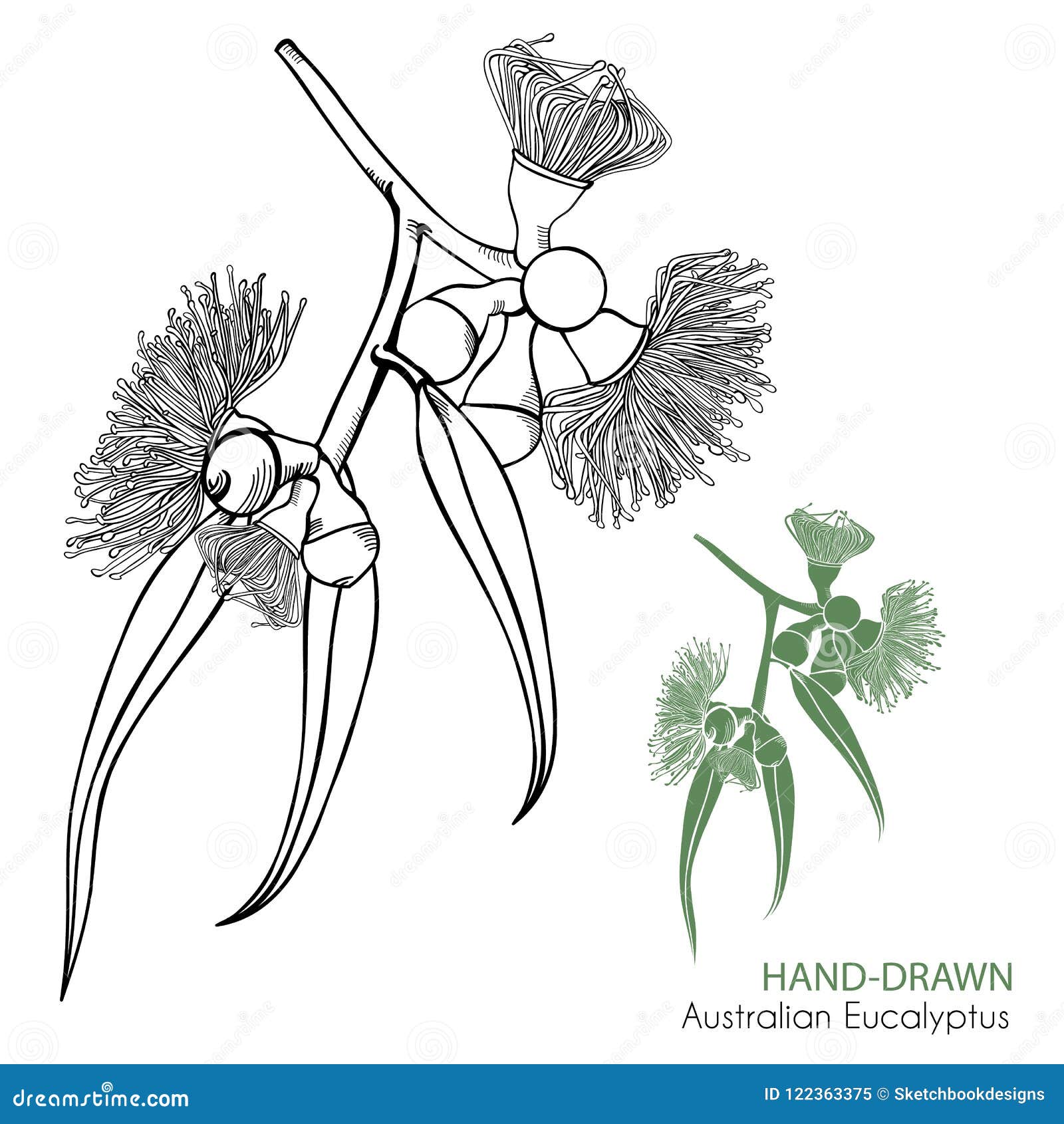 Hand Drawn Australian Eucalyptus Design Elements Stock Vector ...