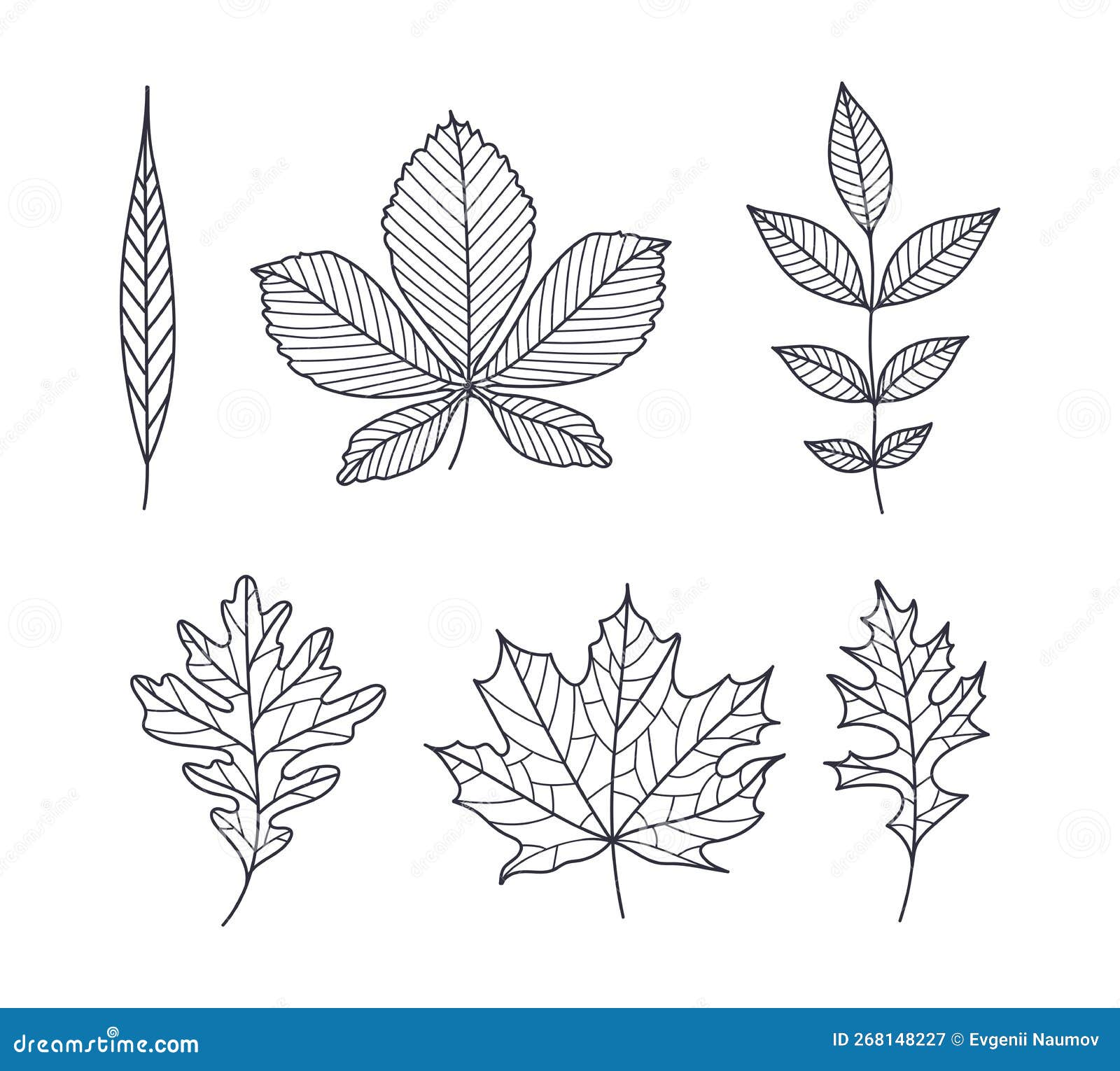 Hand Drawn Autumn Leaf Contour or Outline Vector Set Stock Illustration ... Hand Drawn Autumn Leaf Contour or Outline Vector Set Stock Illustration ...