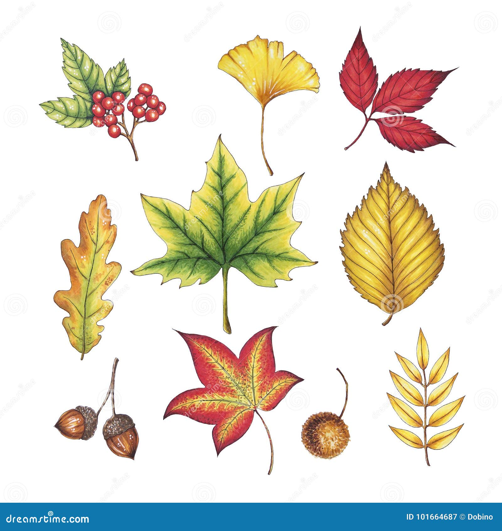 Hand Drawn Autumn Leaves stock illustration. Illustration of acorn ...
