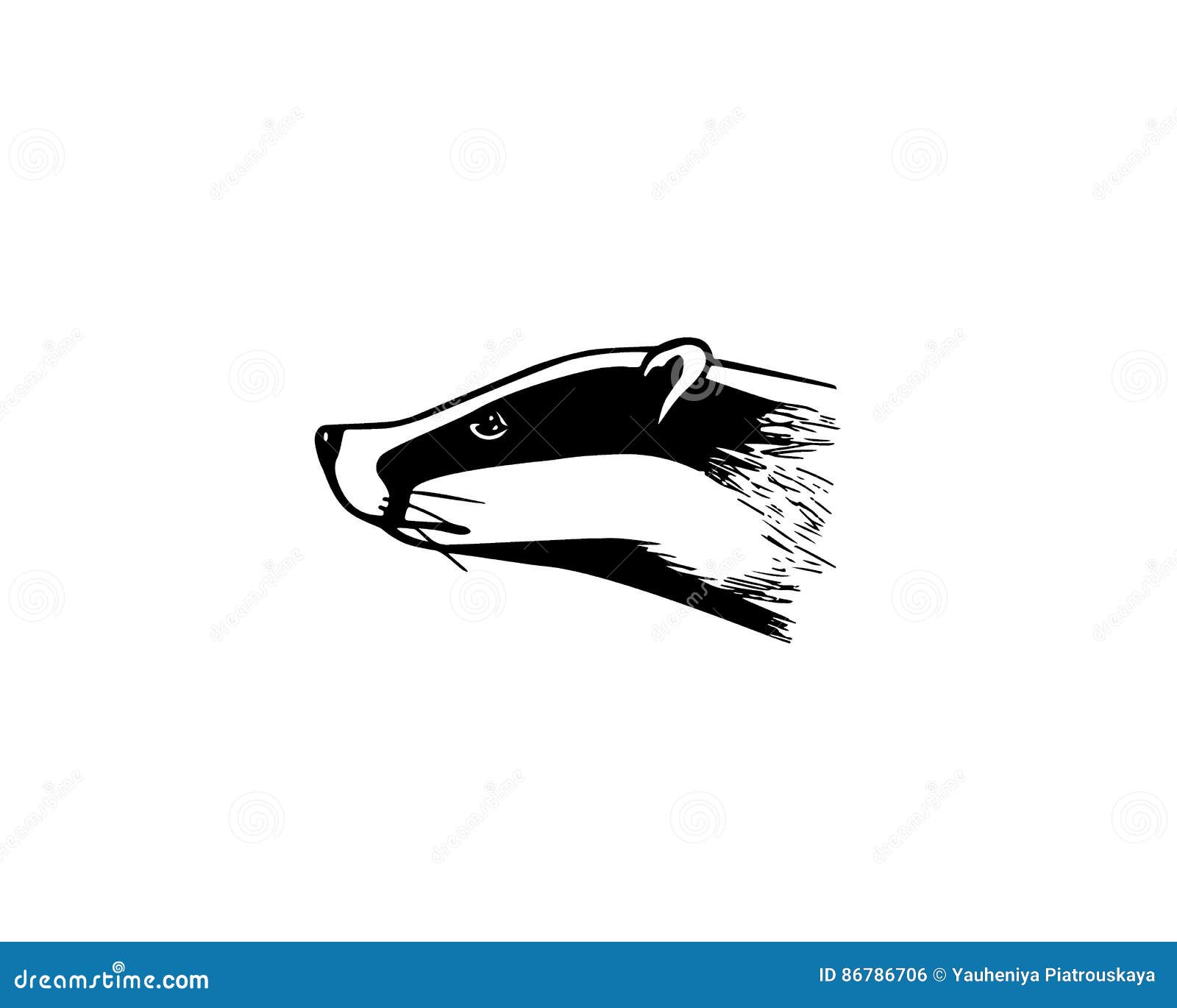 Hand drawn badger`s head stock vector. Illustration of predator - 86786706