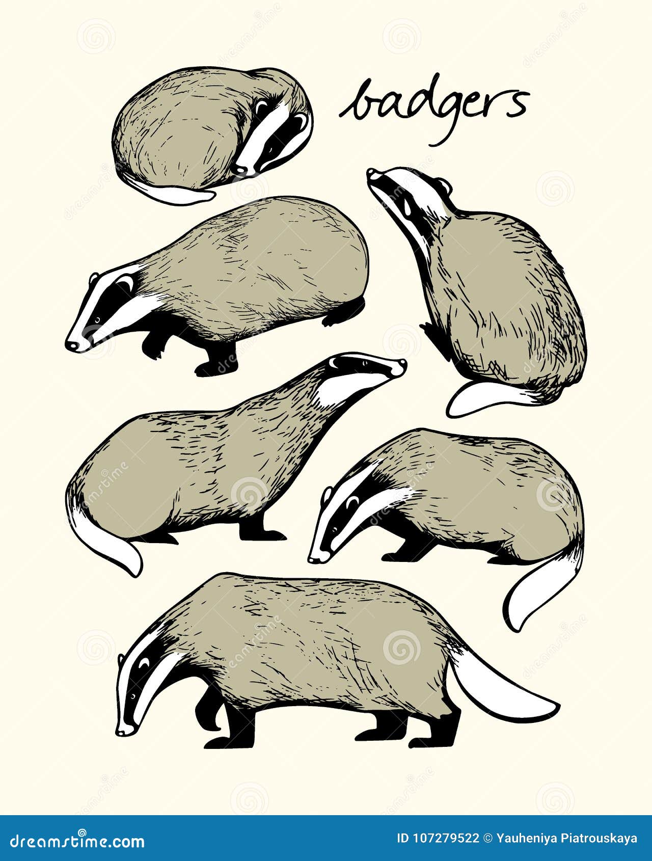 Hand drawn badgers stock vector. Illustration of design - 107279522