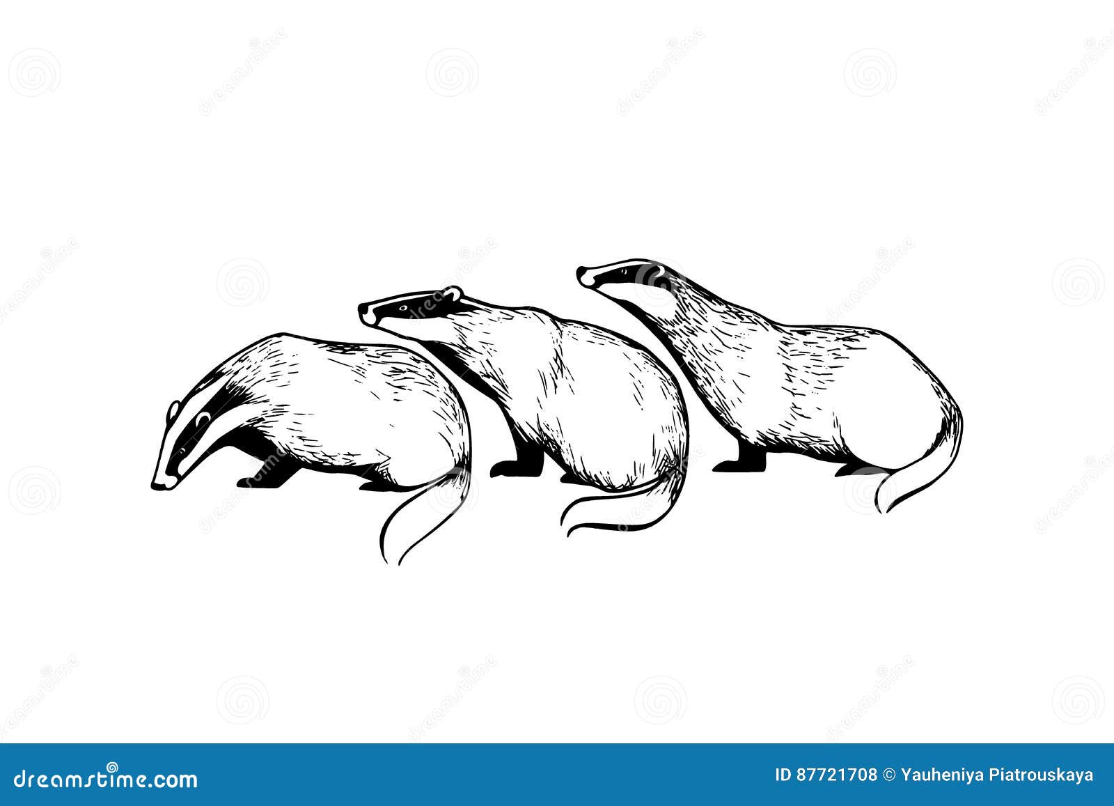 Hand drawn badgers stock vector. Illustration of symbol - 87721708