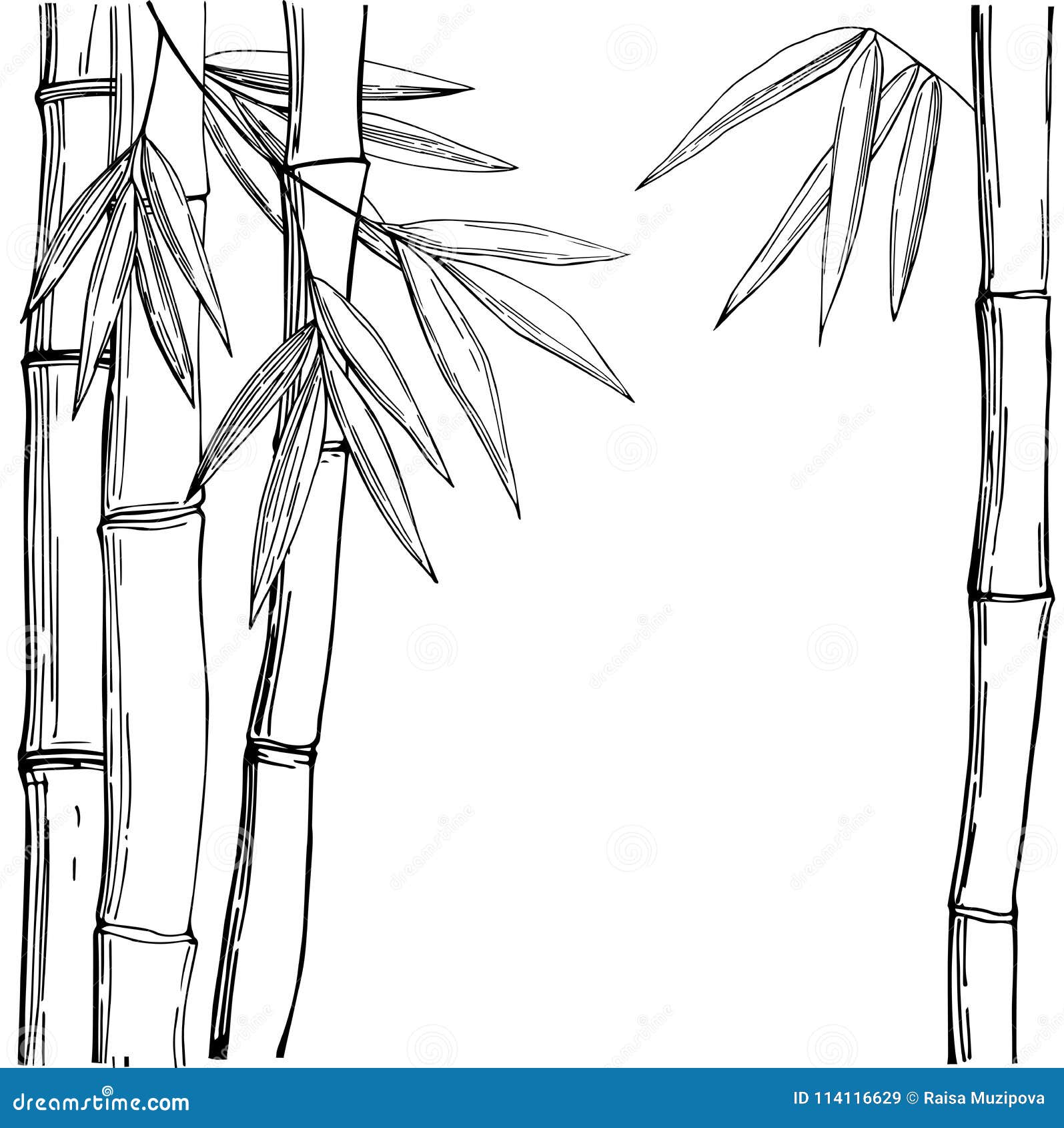Hand Drawn Bamboo. Vector Sketch Illustration Stock Vector ... Hand Drawn Bamboo. Vector Sketch Illustration Stock Vector ...