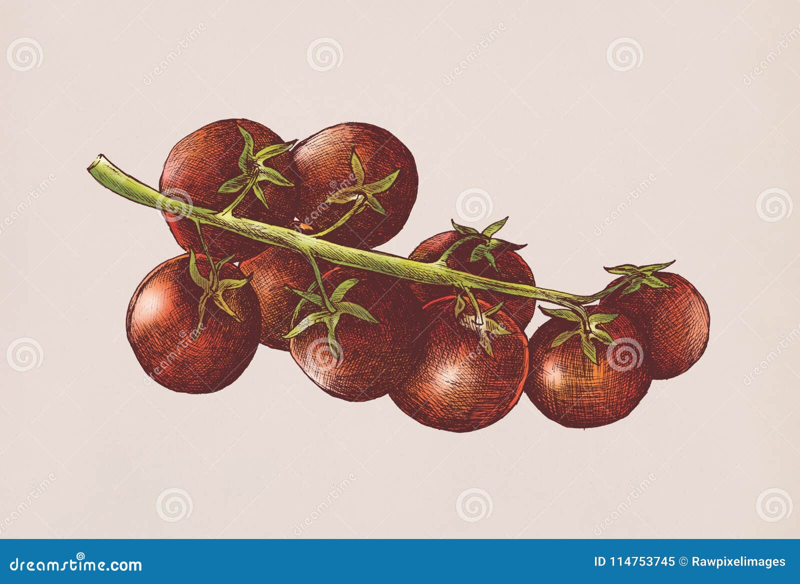 Barbecue Ribs. Meat On The Bone For Grilling. Sketch. Vector ...