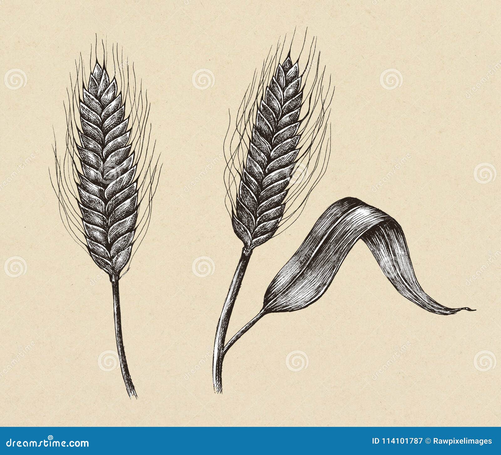 Hand-drawn Barley Cereal Grain Stock Illustration - Illustration of ...