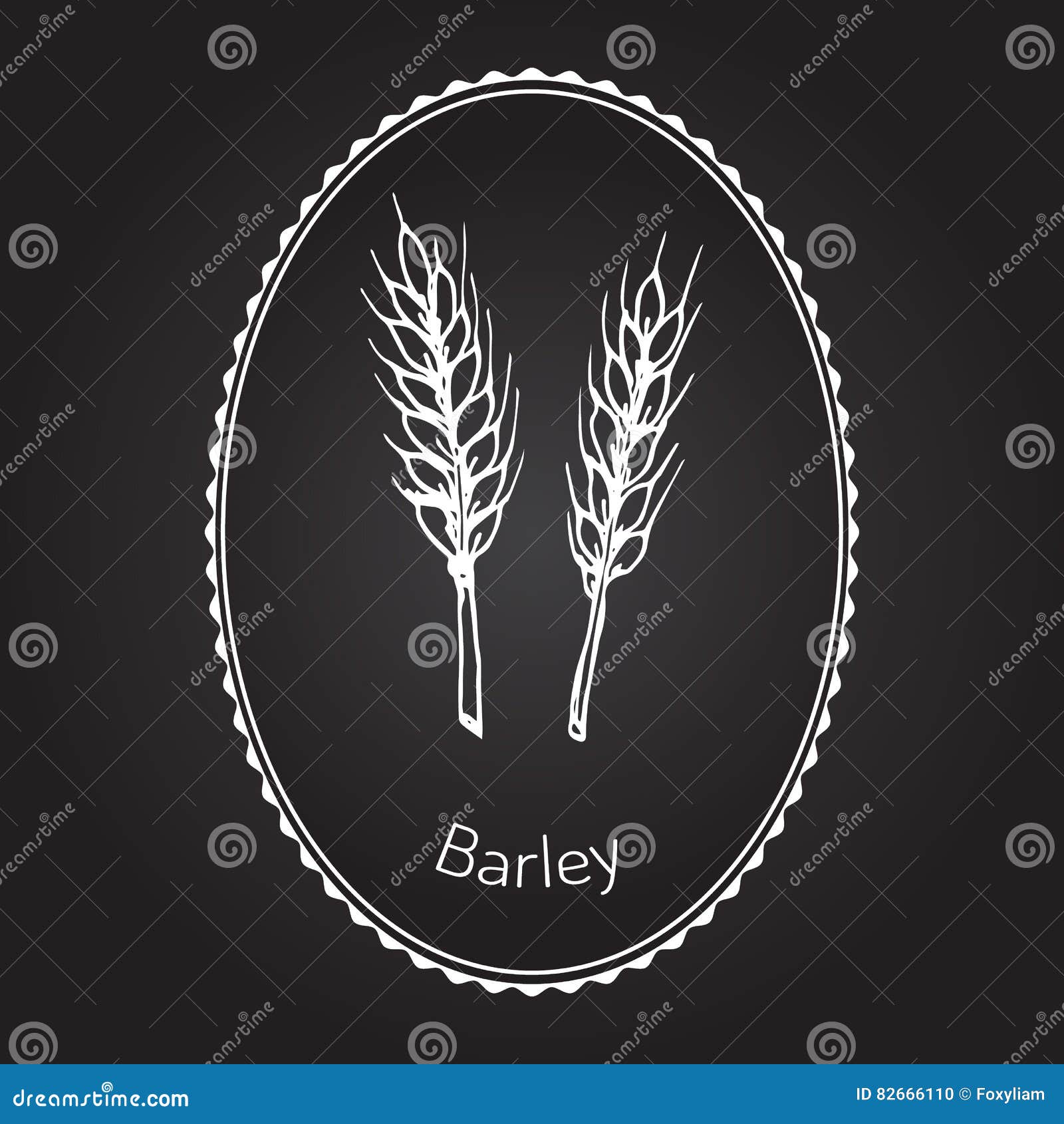 Hand Drawn Barley Ears Sketch Stock Vector - Illustration of graphic ...