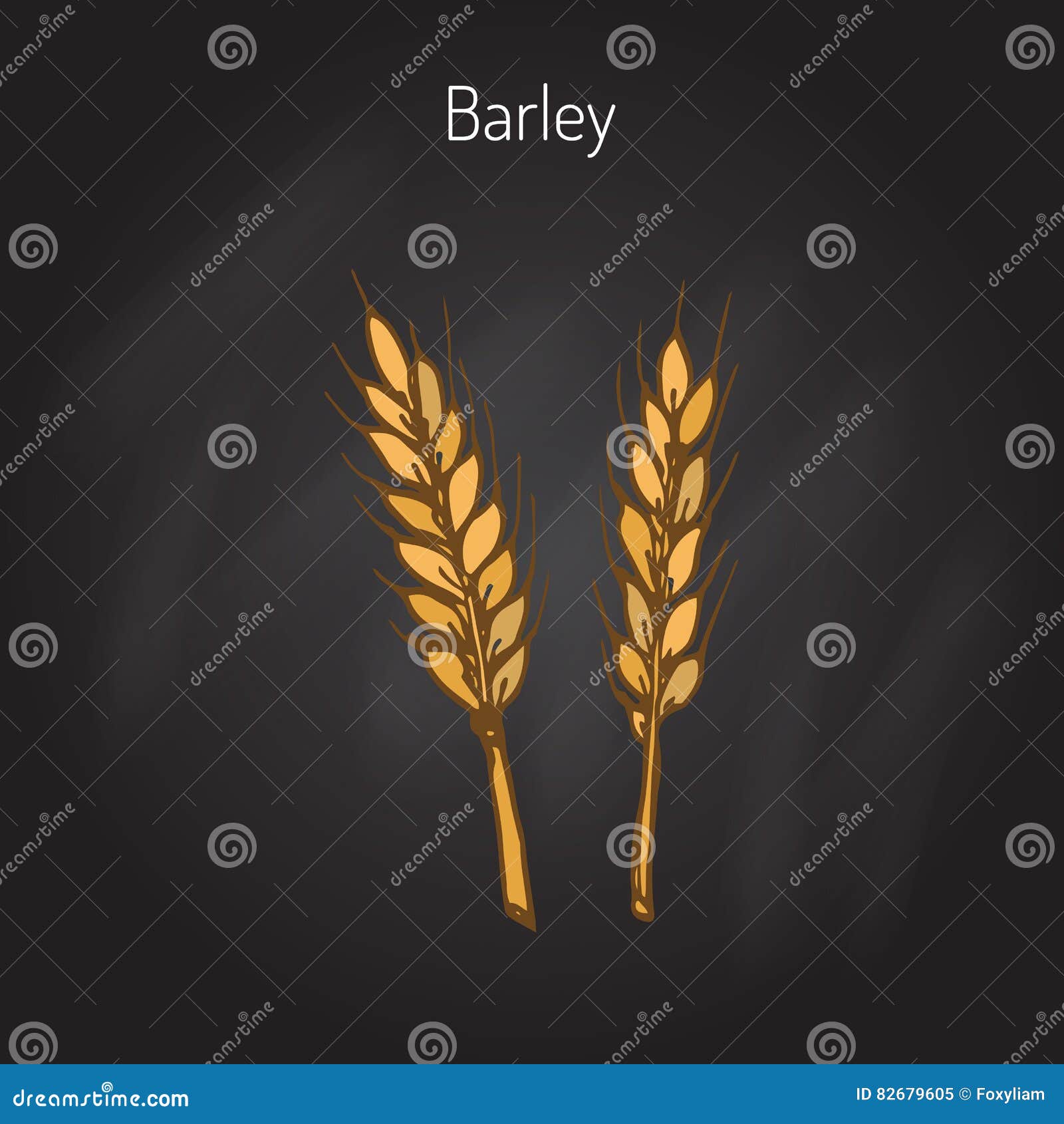Hand Drawn Barley Ears Sketch Stock Vector - Illustration of seed ...