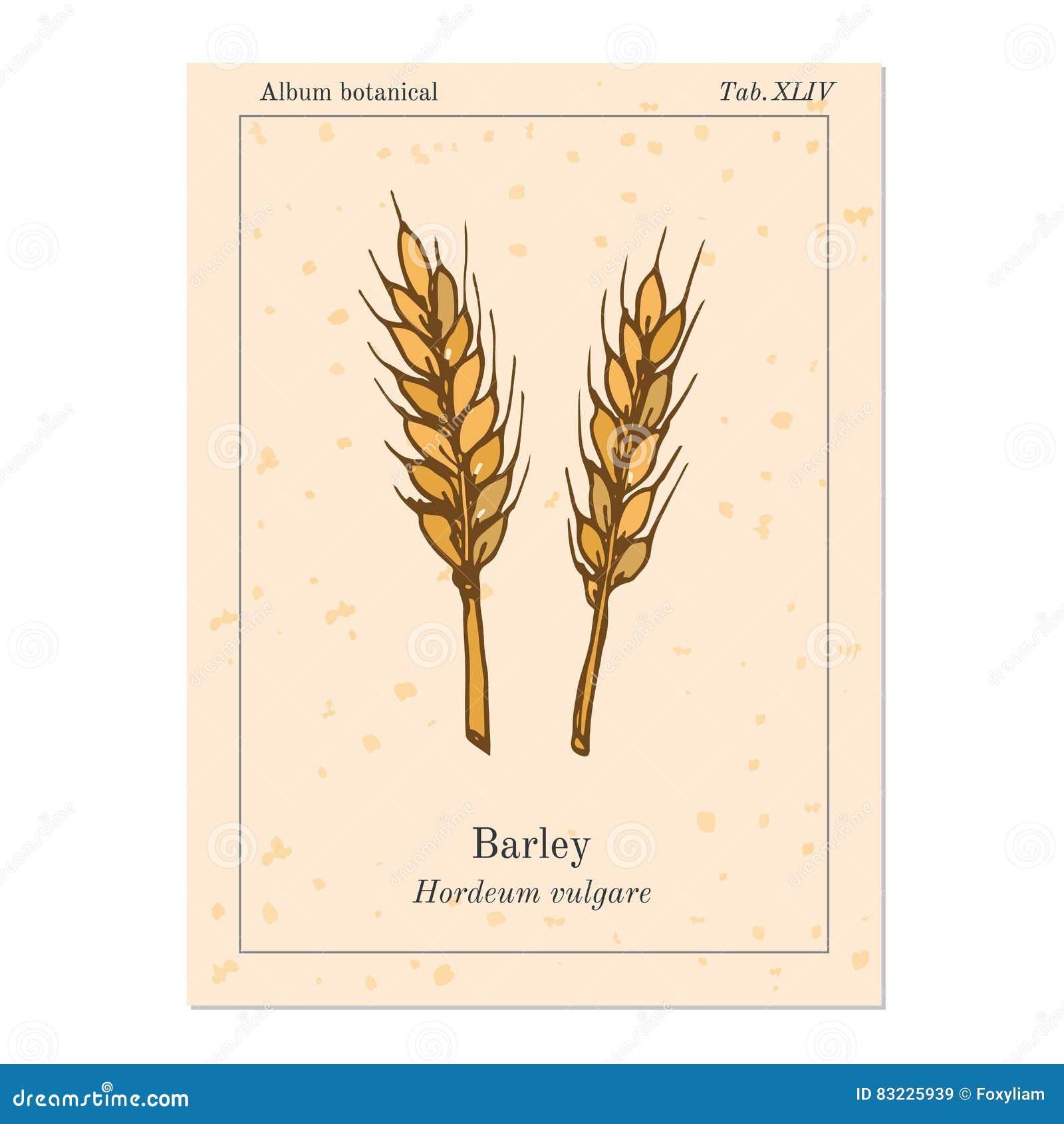 Hand Drawn Barley Ears Sketch Stock Vector - Illustration of seed ...