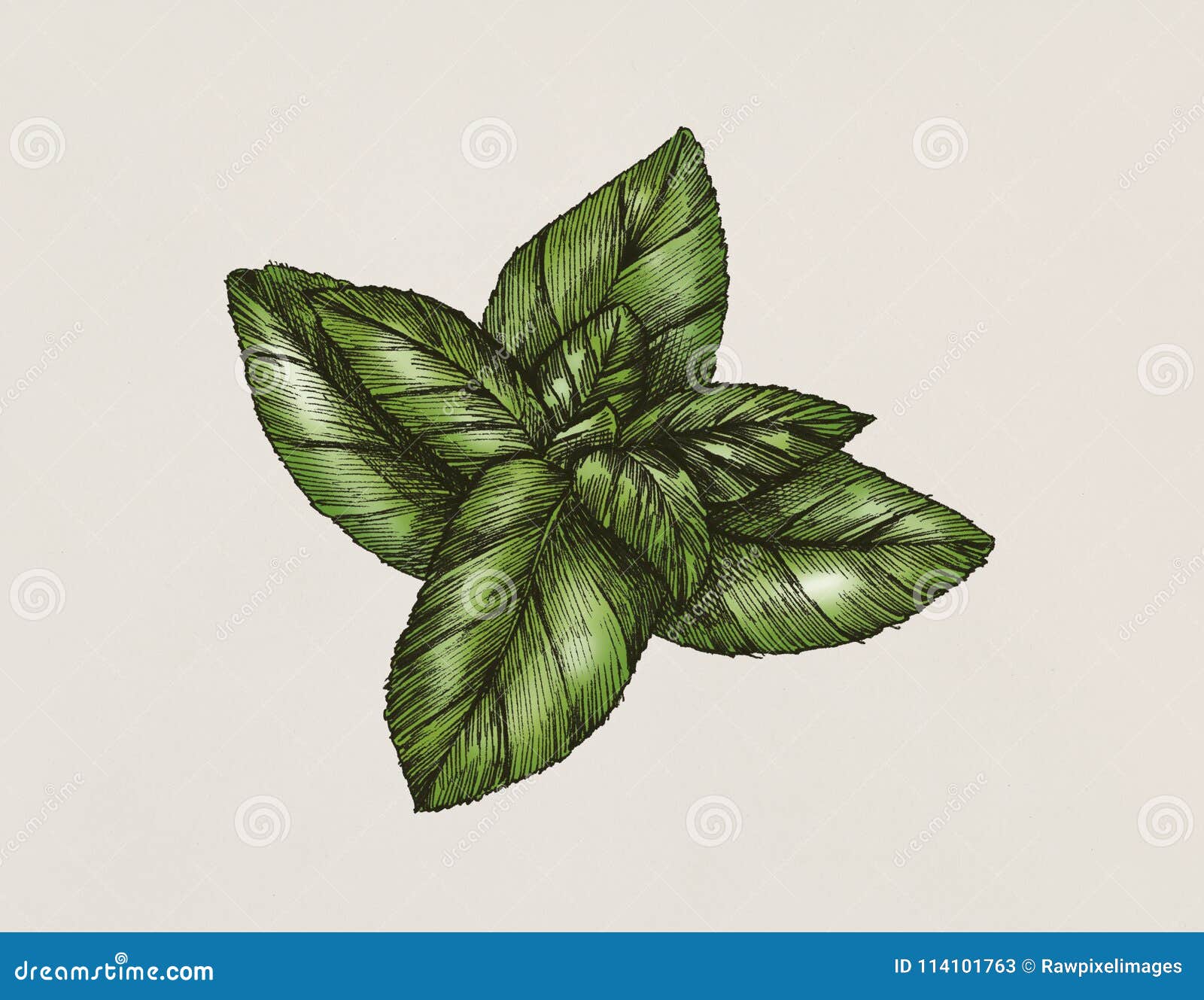 Hand-drawn Basil Leaf Isolated Stock Illustration - Illustration of ...