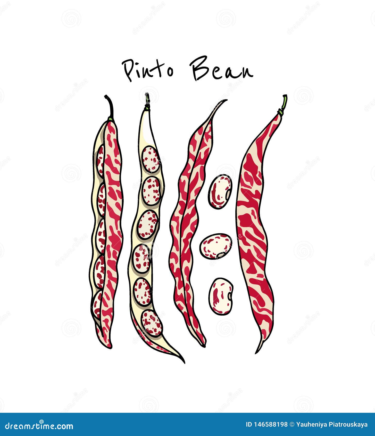 Hand drawn bean stock vector. Illustration of element - 146588198