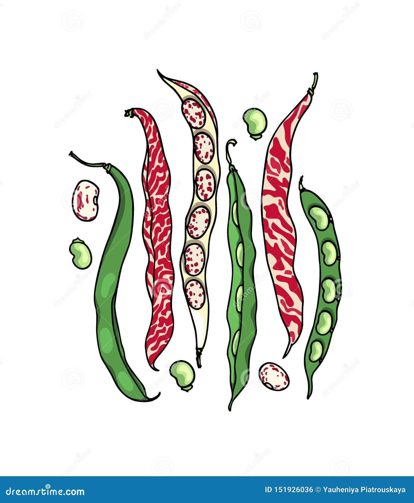 Hand drawn bean stock vector. Illustration of eating - 151926036