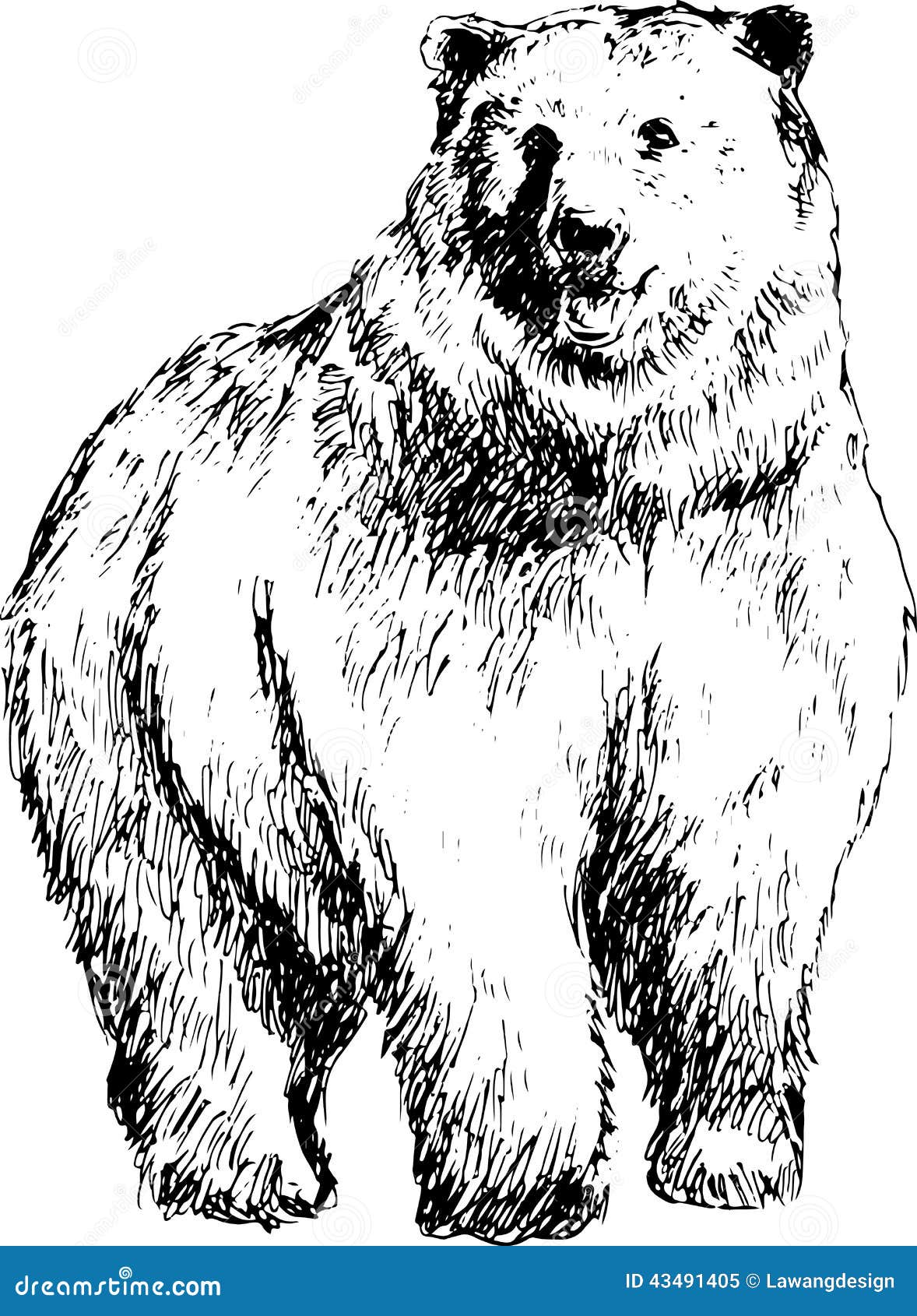 Hand drawn bear stock vector. Illustration of child, painting - 43491405