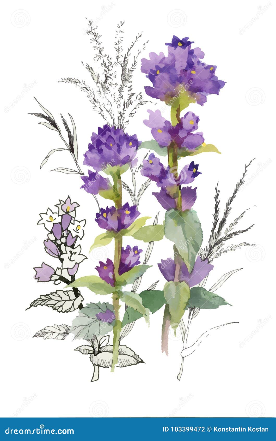 Hand Drawn Beautiful Wildflowers Isolated on White Background. Stock ...