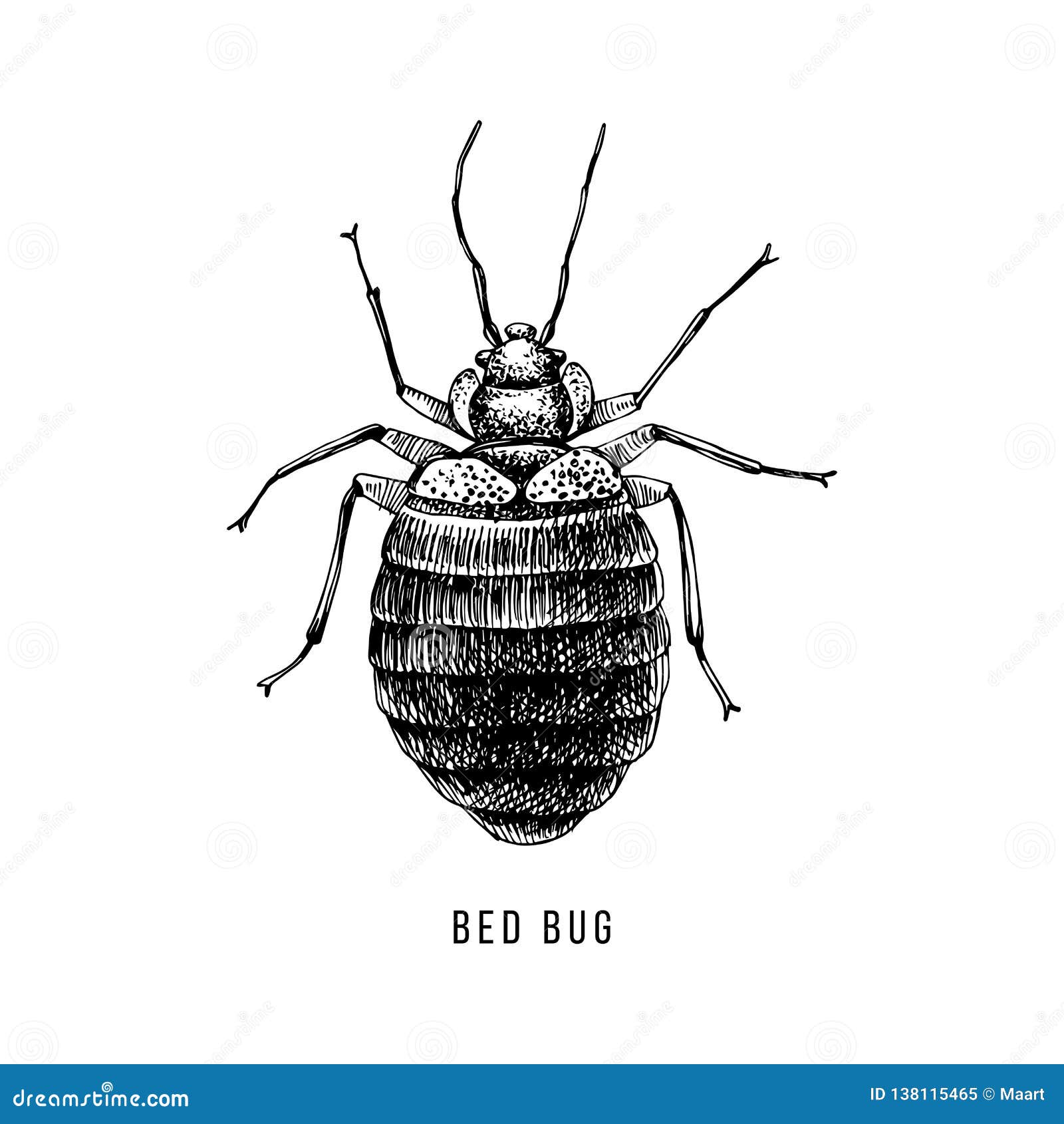 Hand drawn bed bug stock vector. Illustration of insect - 138115465