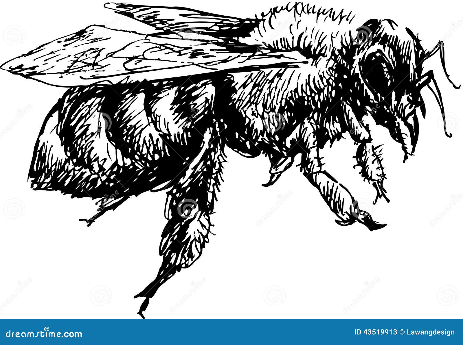 Hand drawn bee stock vector. Illustration of cartoon - 43519913