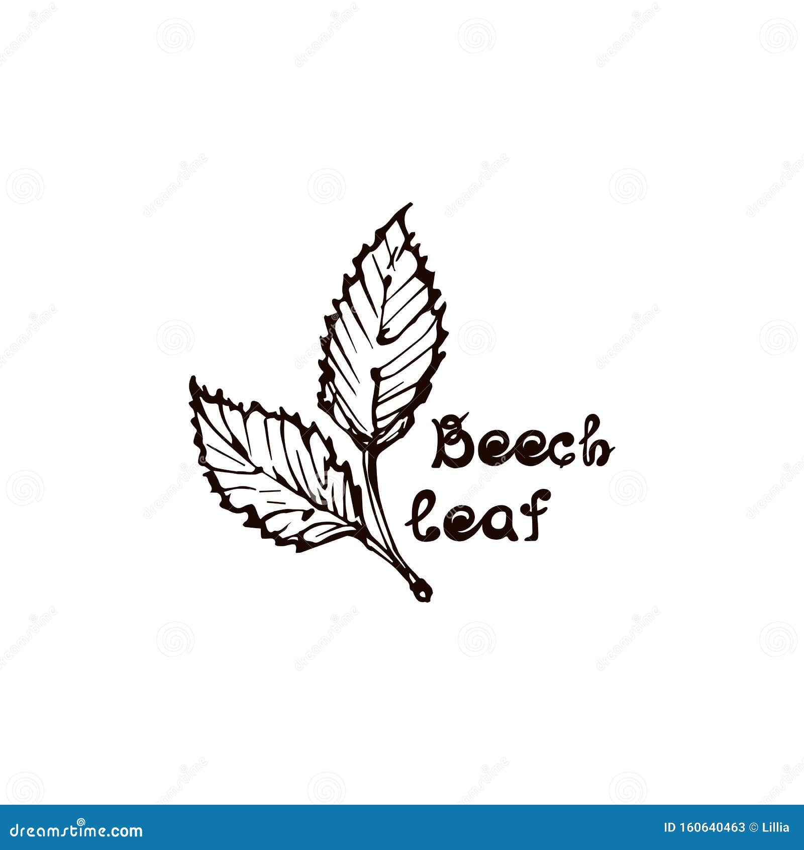 Beech With Leaves And Fruits Illustration, Drawing, Engraving, Ink ...