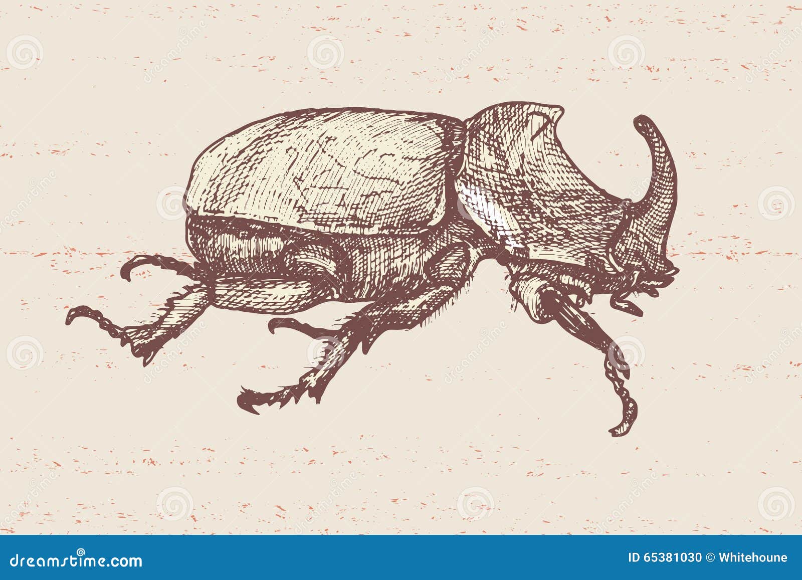 Hand drawn beetle stock vector. Illustration of realistic - 65381030