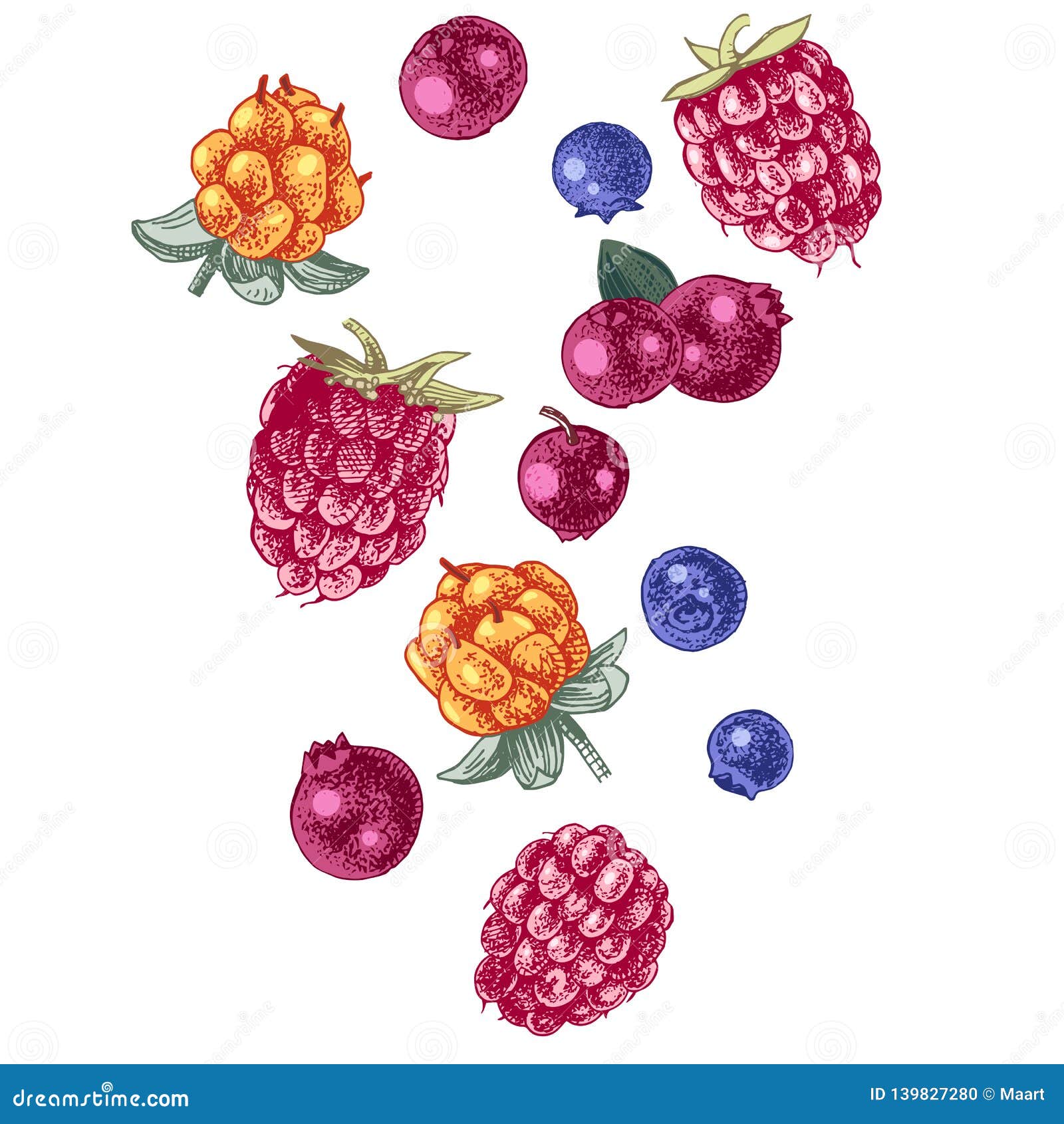 Hand Drawn Berries on White Background Stock Vector - Illustration of ...