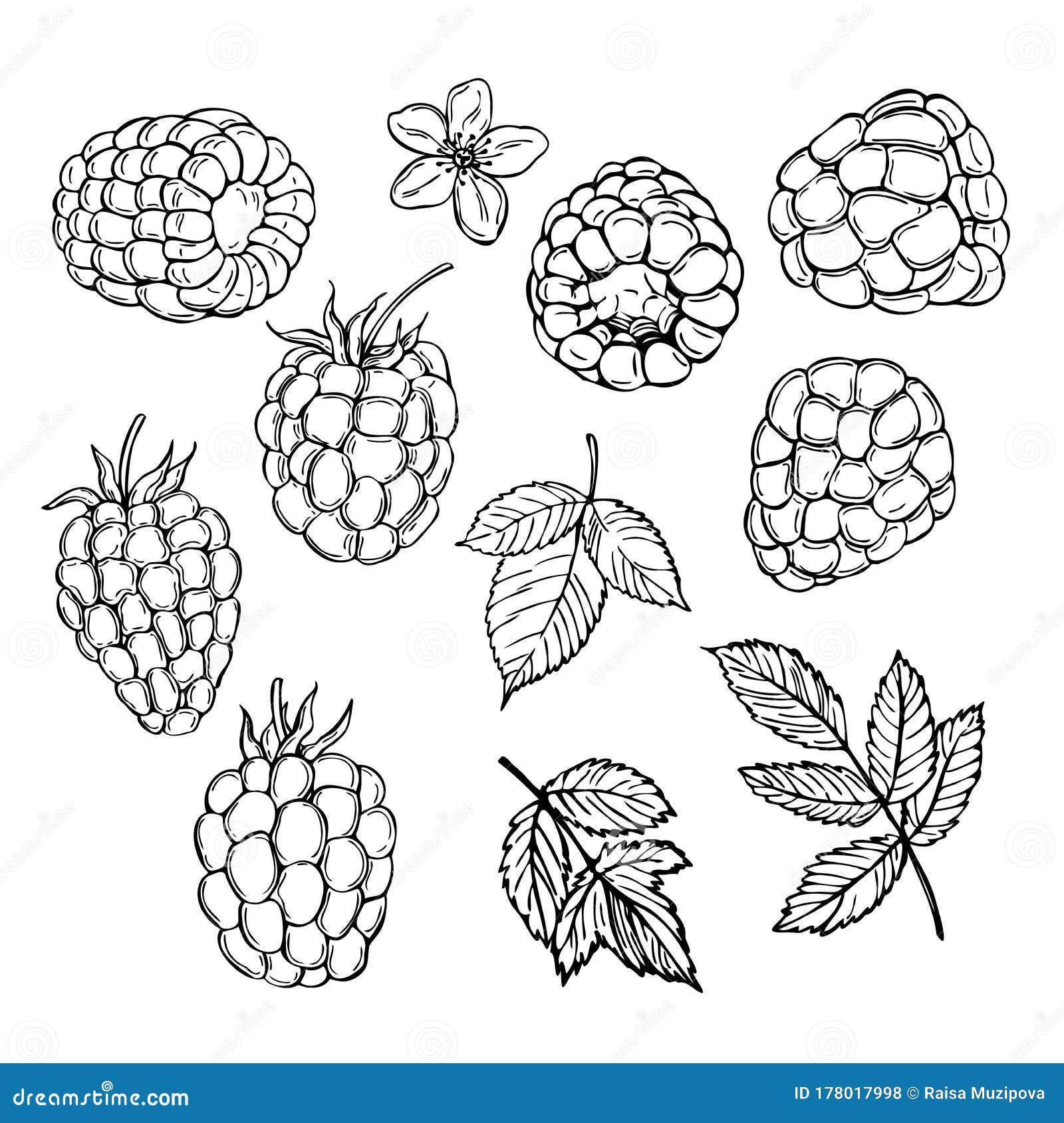 Hand Drawn Berry. Vector Sketch Illustration Stock Vector ...