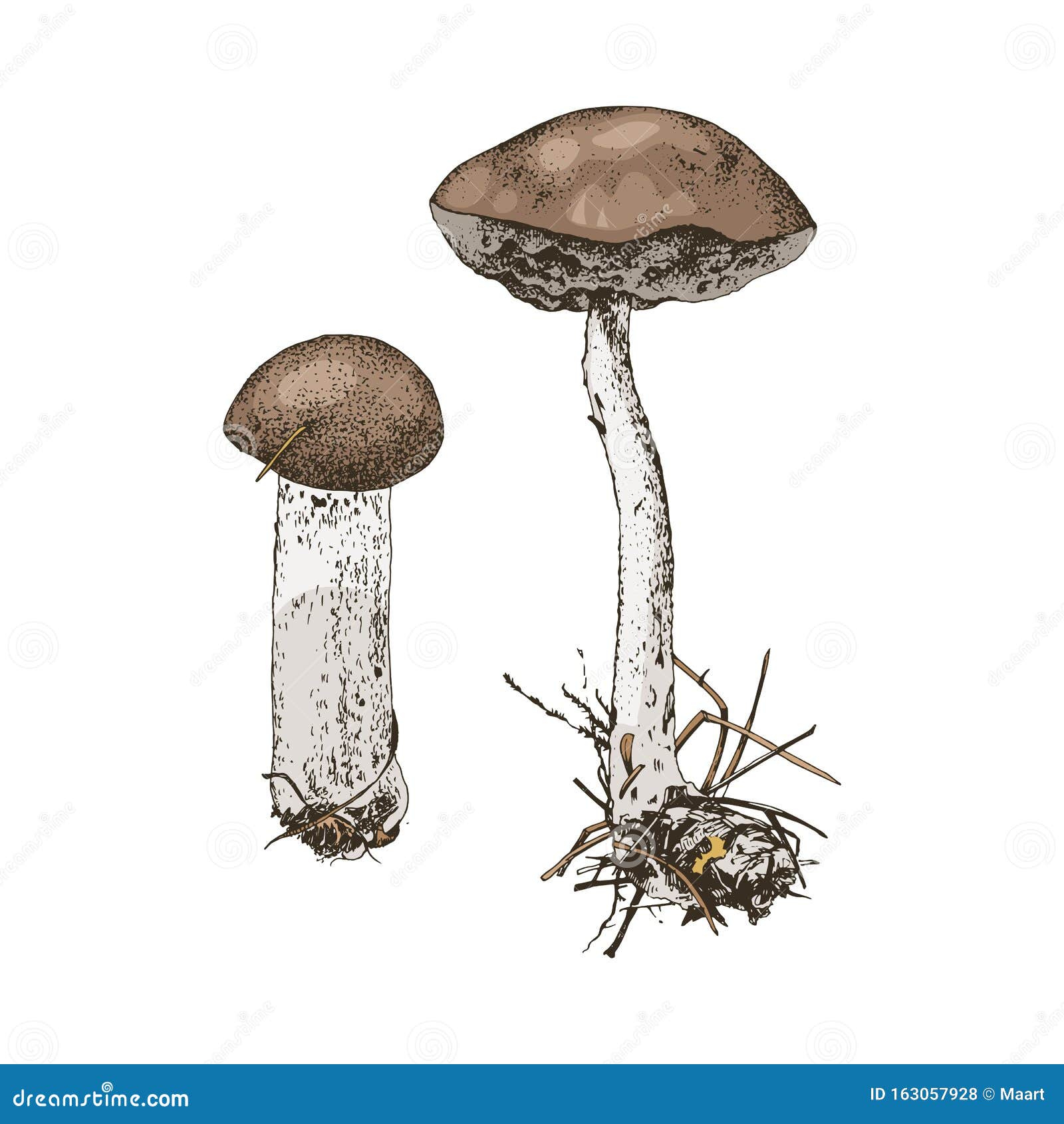 Hand Drawn Birch Bolete Mushroom Stock Vector - Illustration of outdoor ...